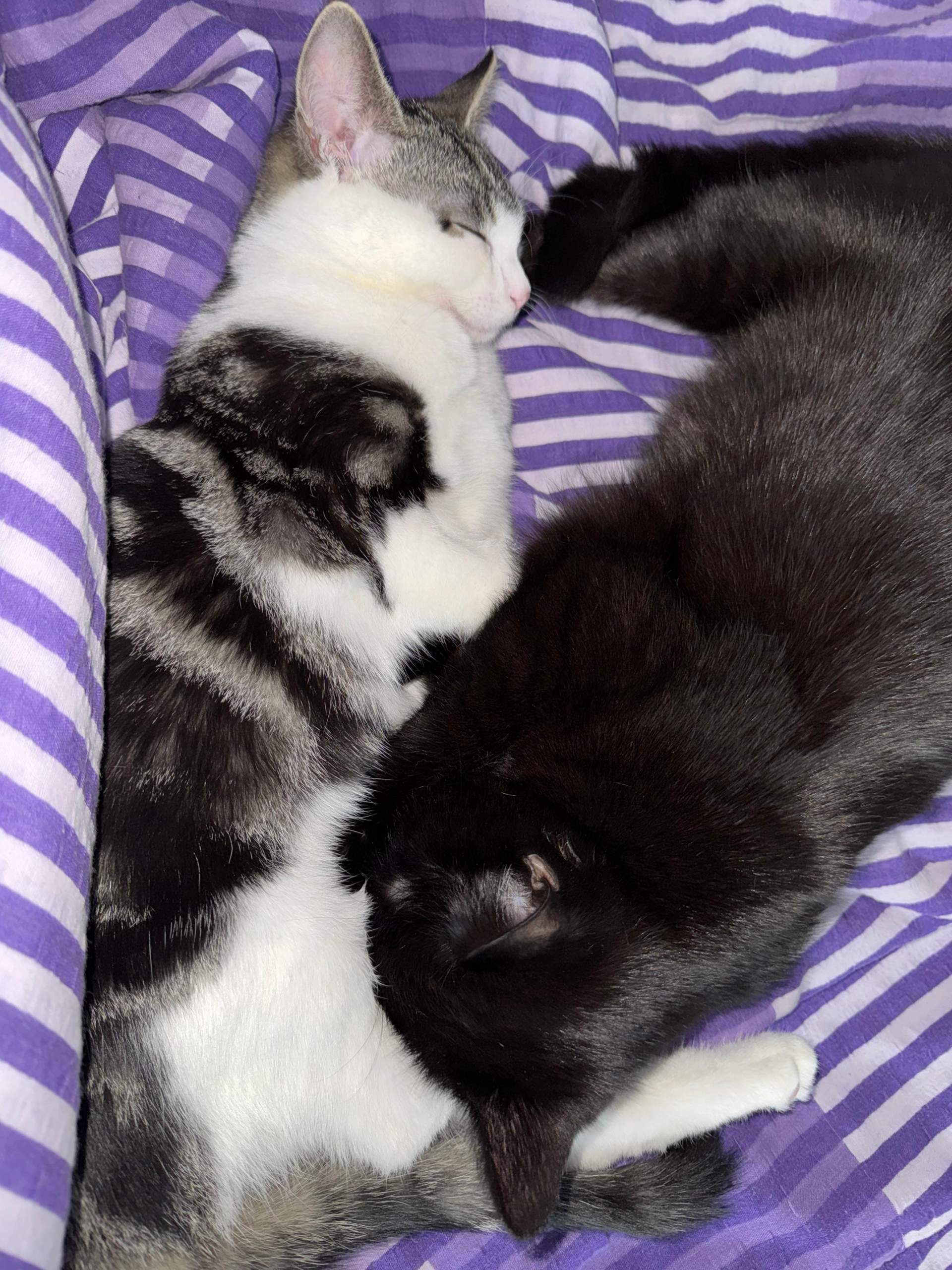 Katzen verstehen sich nicht mehr oder nur Spiel? (Tierhaltung ...