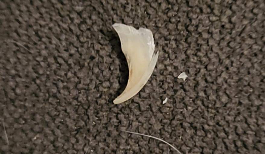 Katzenkralle gefunden. Meine katze verhält sich aber normal. Ihre kralle? (Entzündung, Tierarzt ...