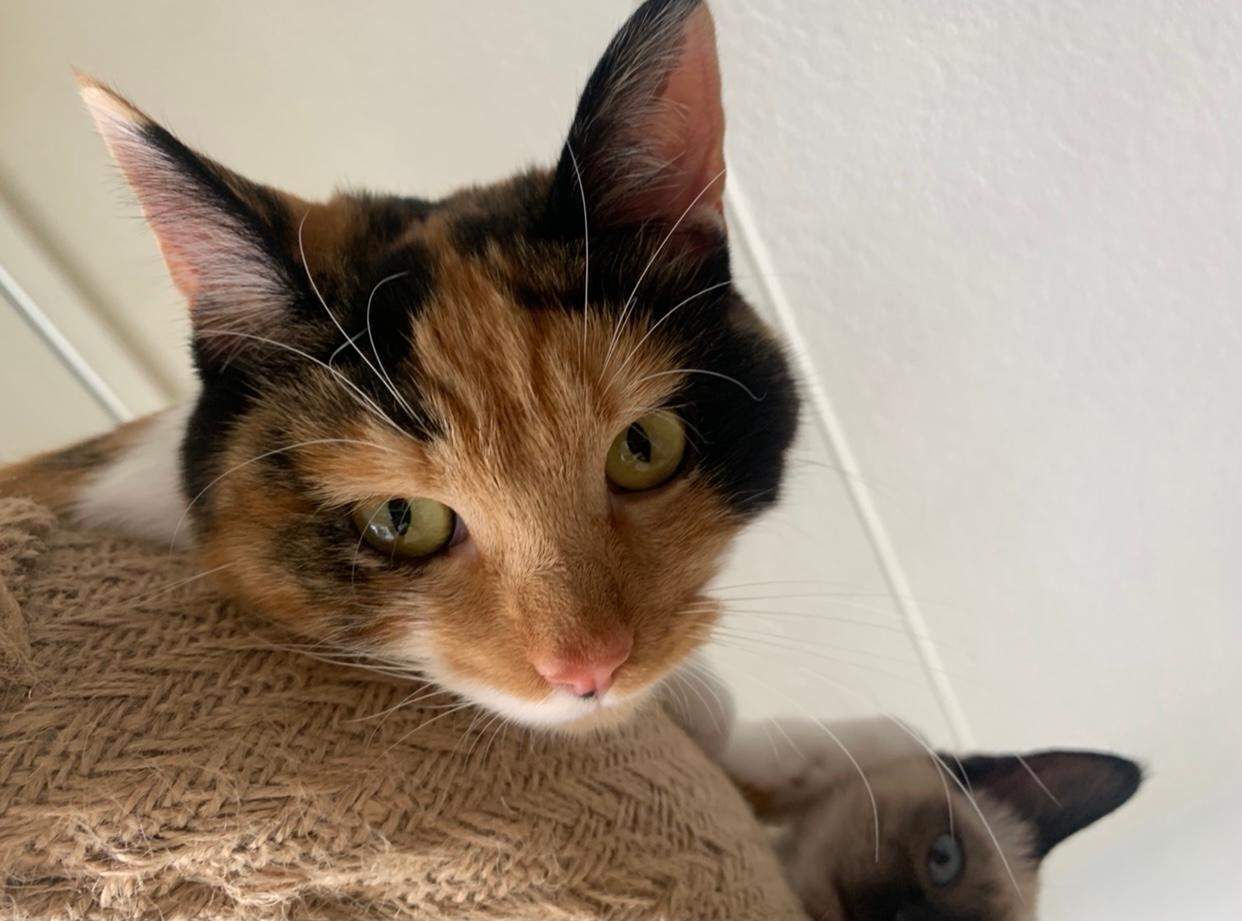 Katzennase zu nass? (Katze, Katzenkrankheiten)