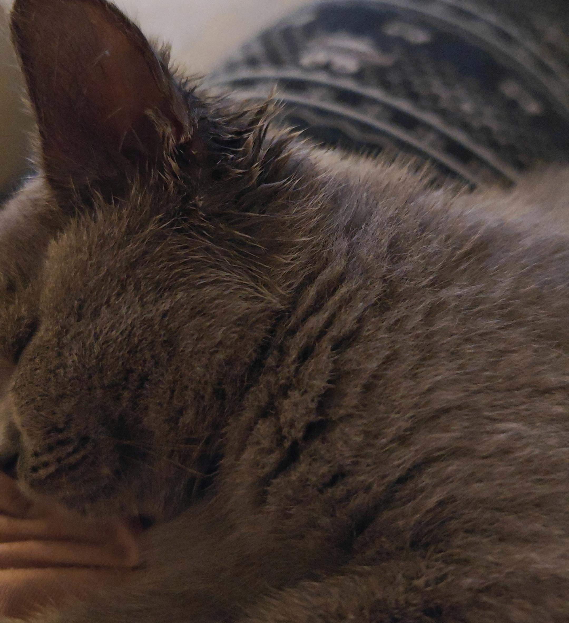 Katzenohr Haare verklebt wie befreien? (Katze, Tiermedizin, Hauskatze)