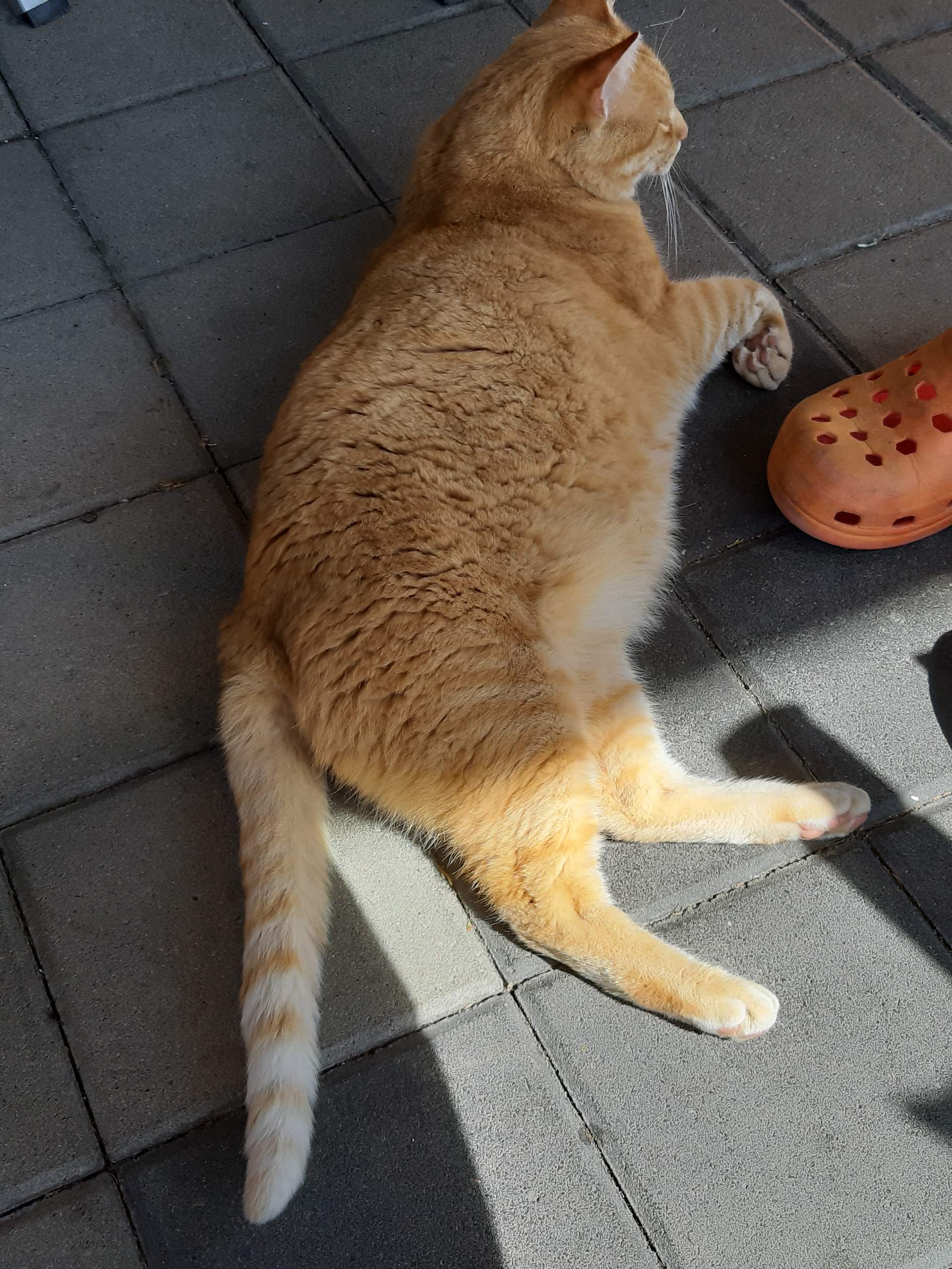 Katzensprache: Was heißt das? (Tiere, Katze, süß)