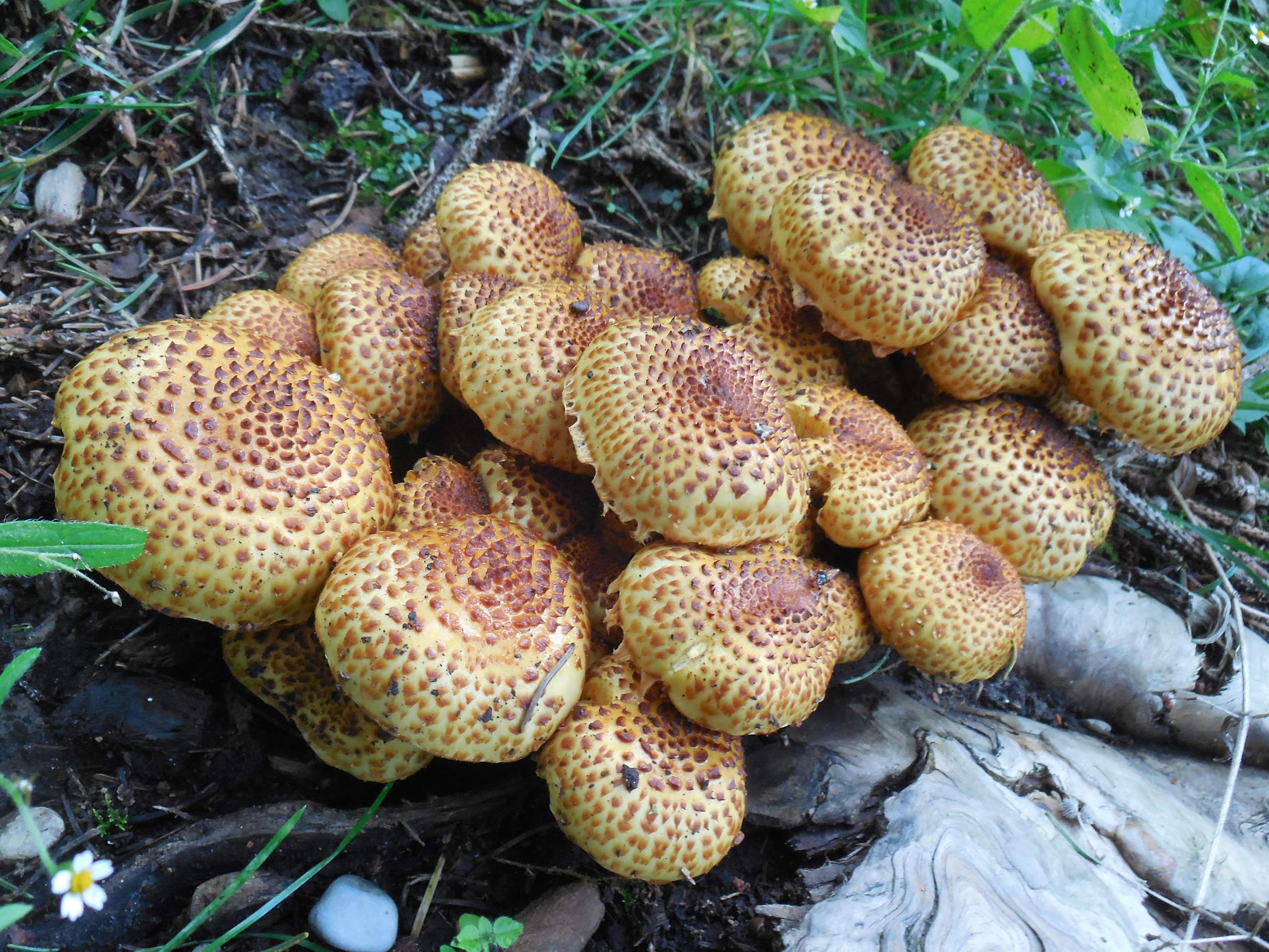 Kennt einer von euch diese Pilz Arten? (Natur, Wald, Pilze)