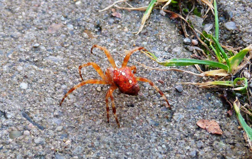 Kennt jemand diese Spinne? Ist die Giftig? (Spinnen, rot)