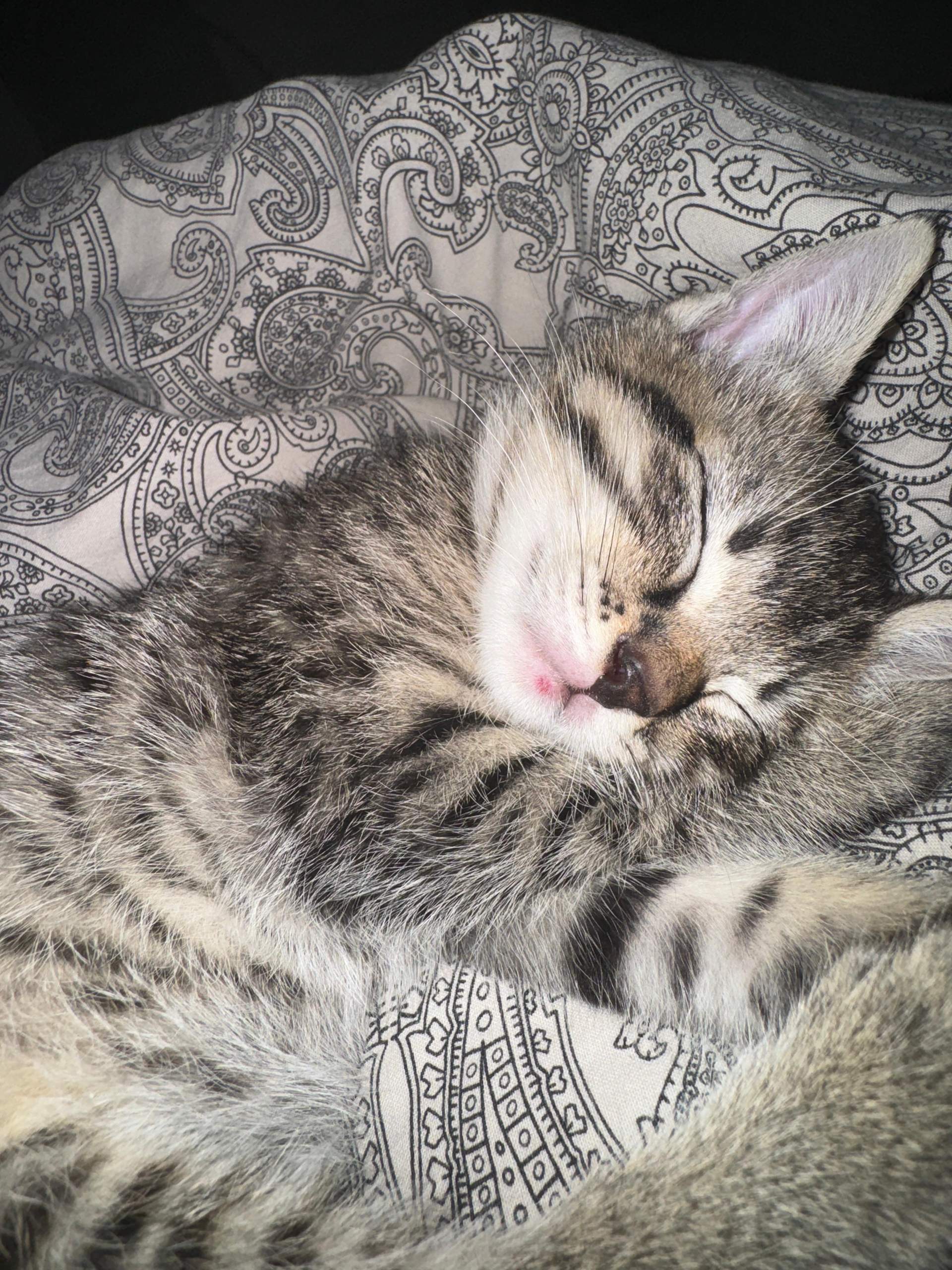 Kitten hat einen Roten punkt unter dem Mund (Kinn)? (Katze, Tierarzt ...