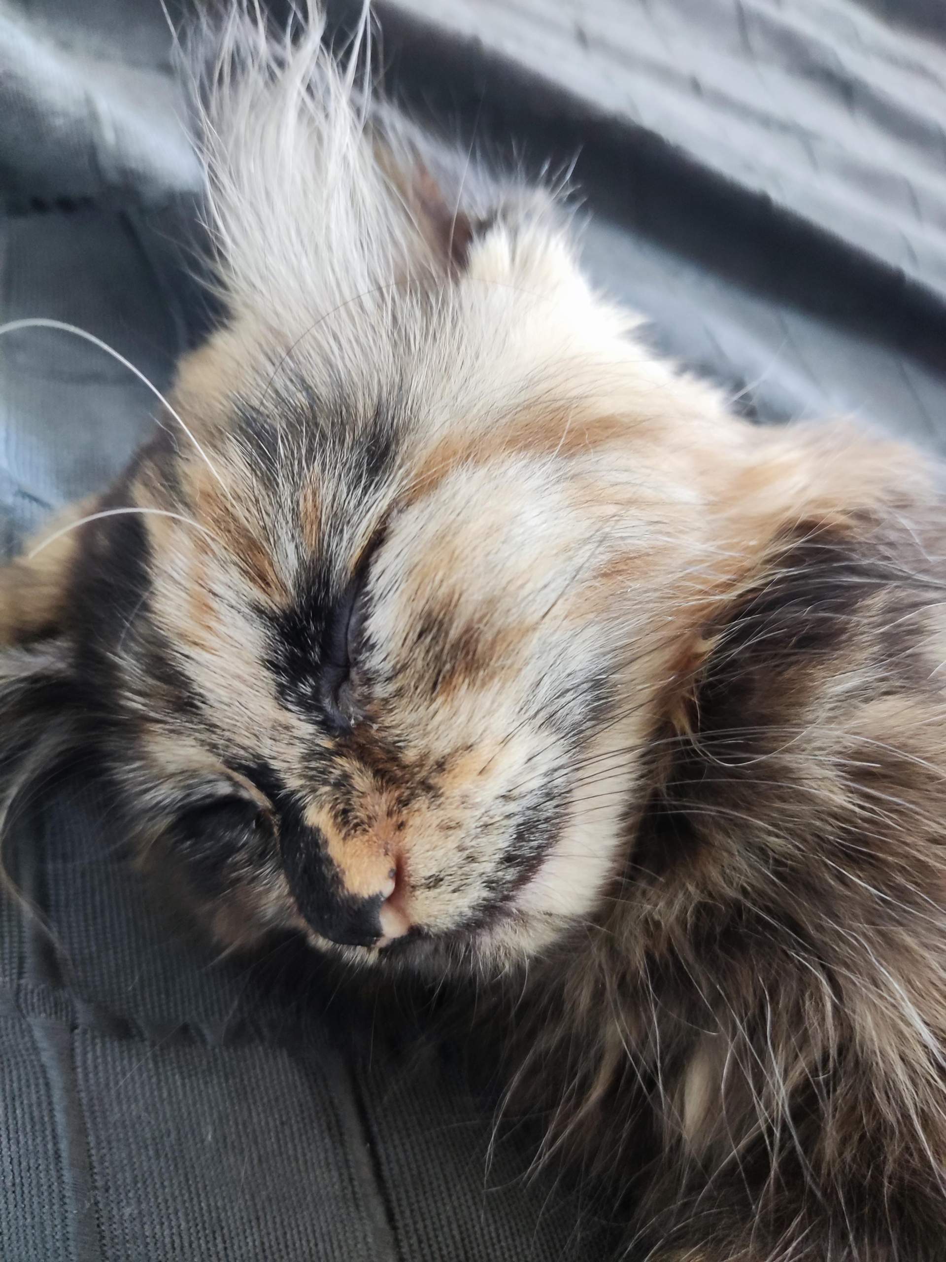 Kitten mix? (Katzenjunges, Katzenrasse)