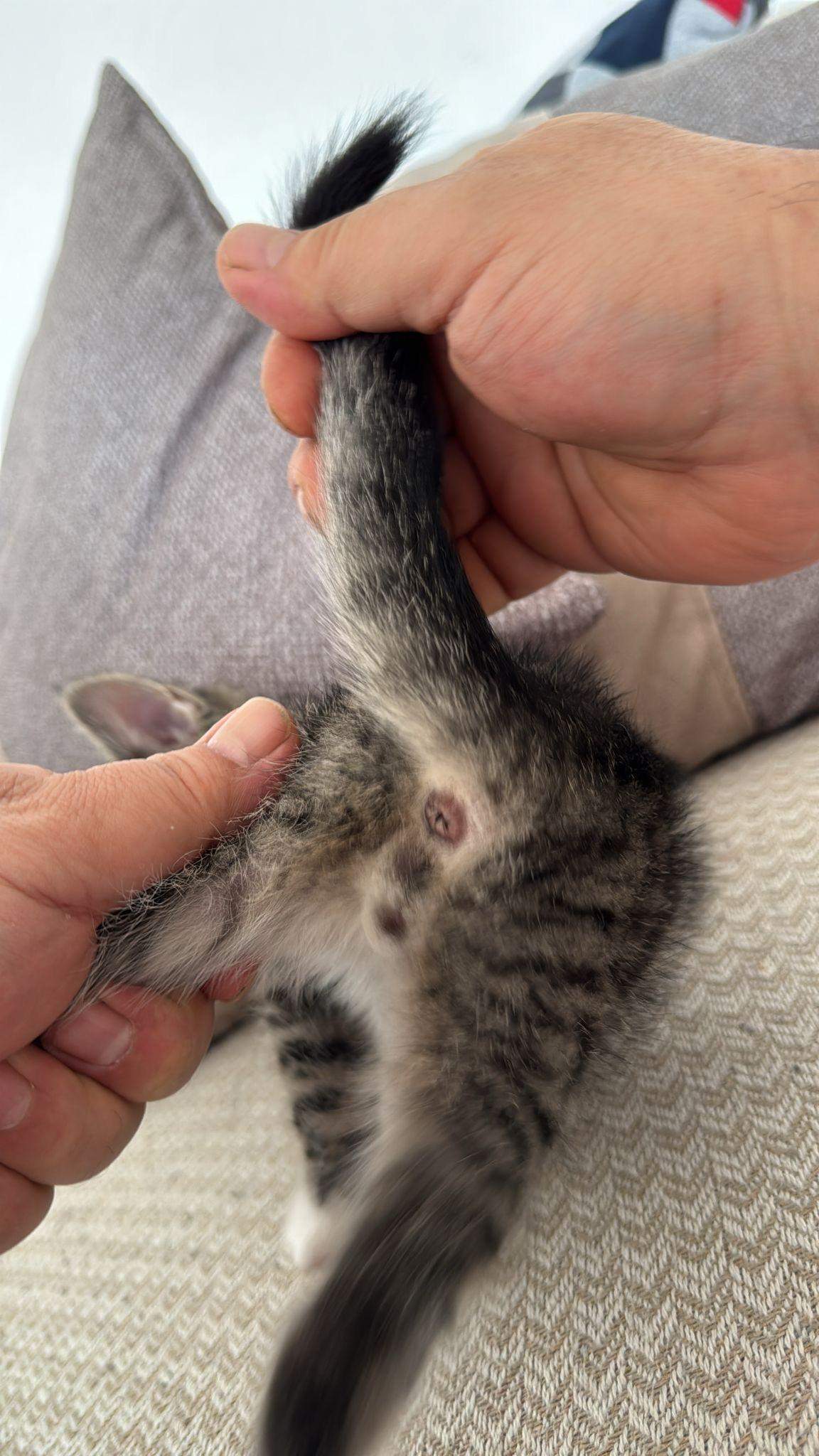 Kitten Mannchen Oder Weibchen