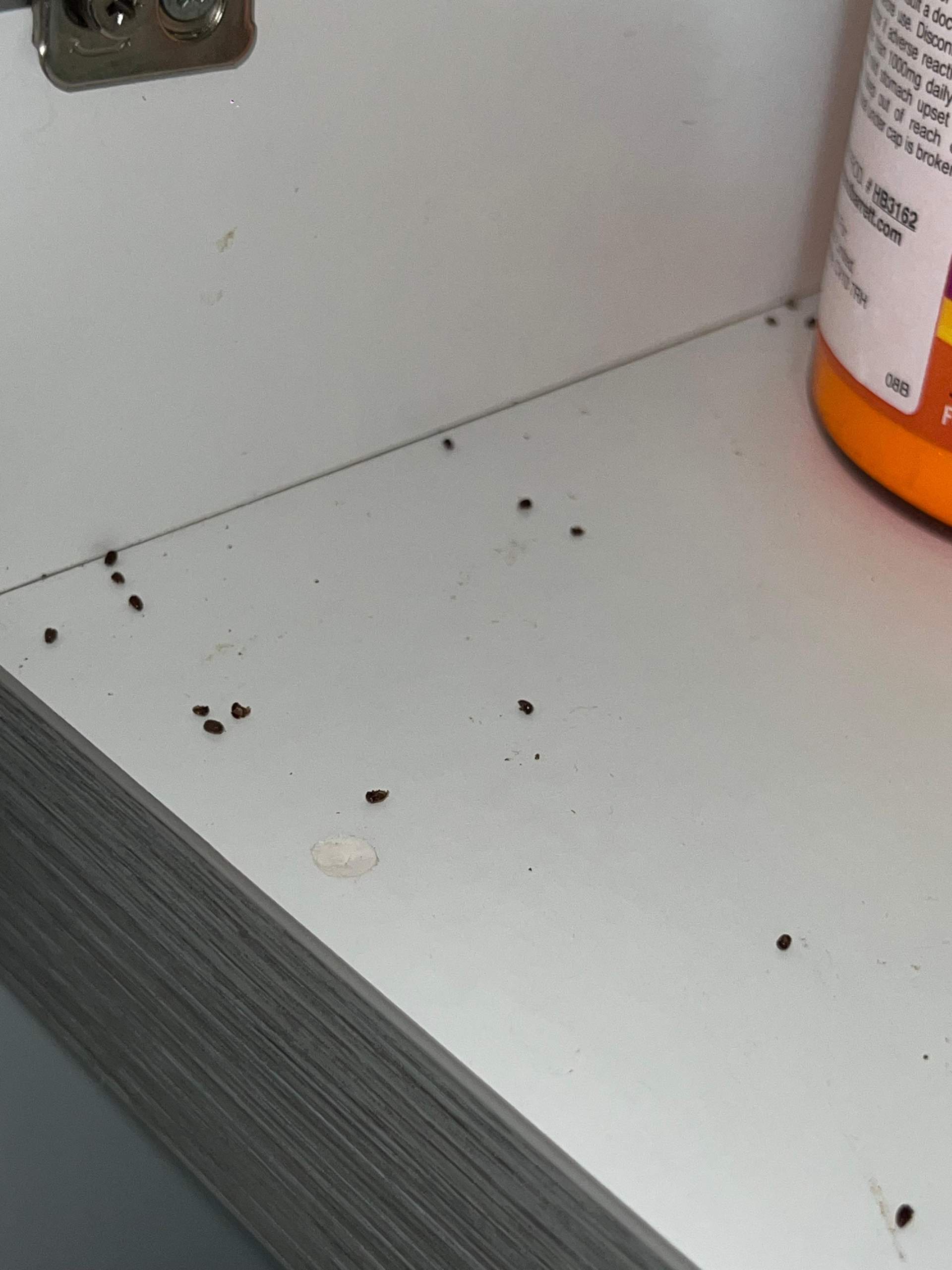 Kleine Braune Eier Insekten