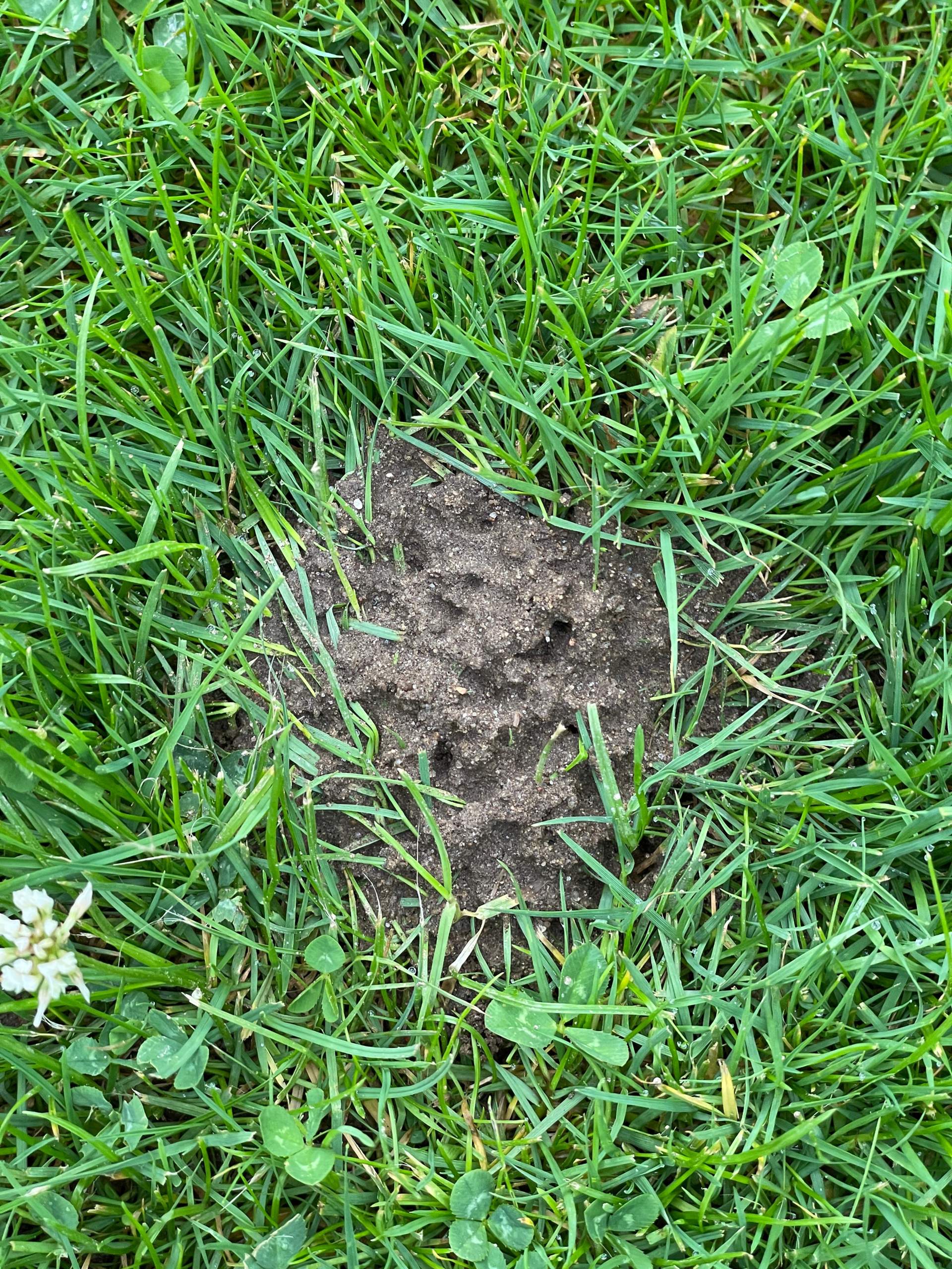 Kleine Erdhaufen im Rasen? (Wasser, Erde, Gras)