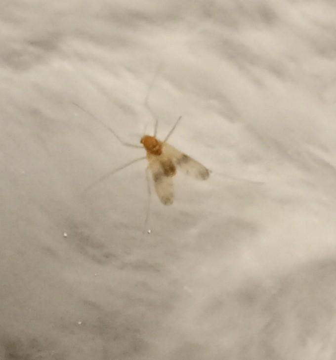 Kleine Fliege aus China wer weiß was das genau ist? (Insekten)