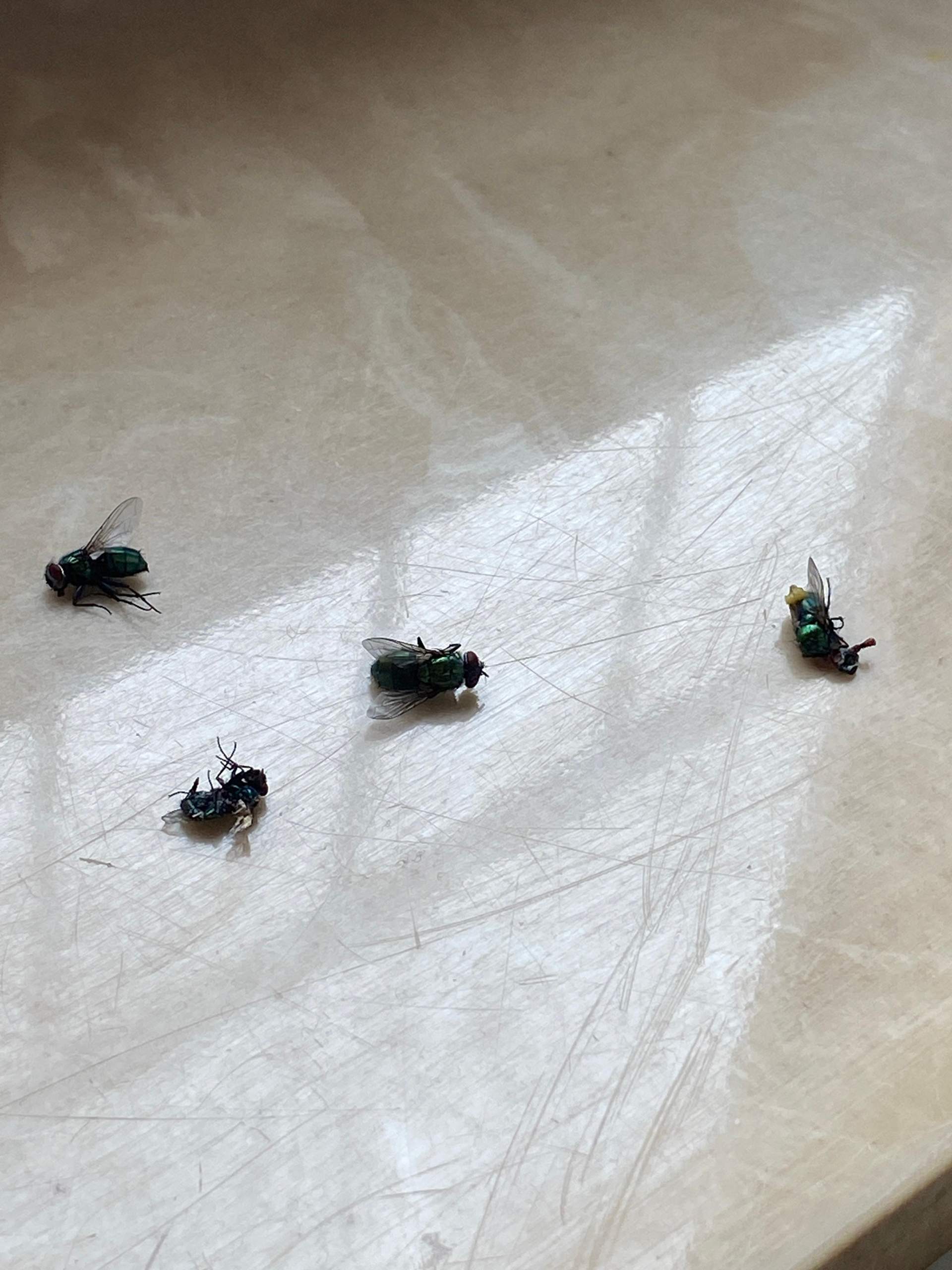 Wunderschoene Fliegenplage In Der Wohnung Bilder