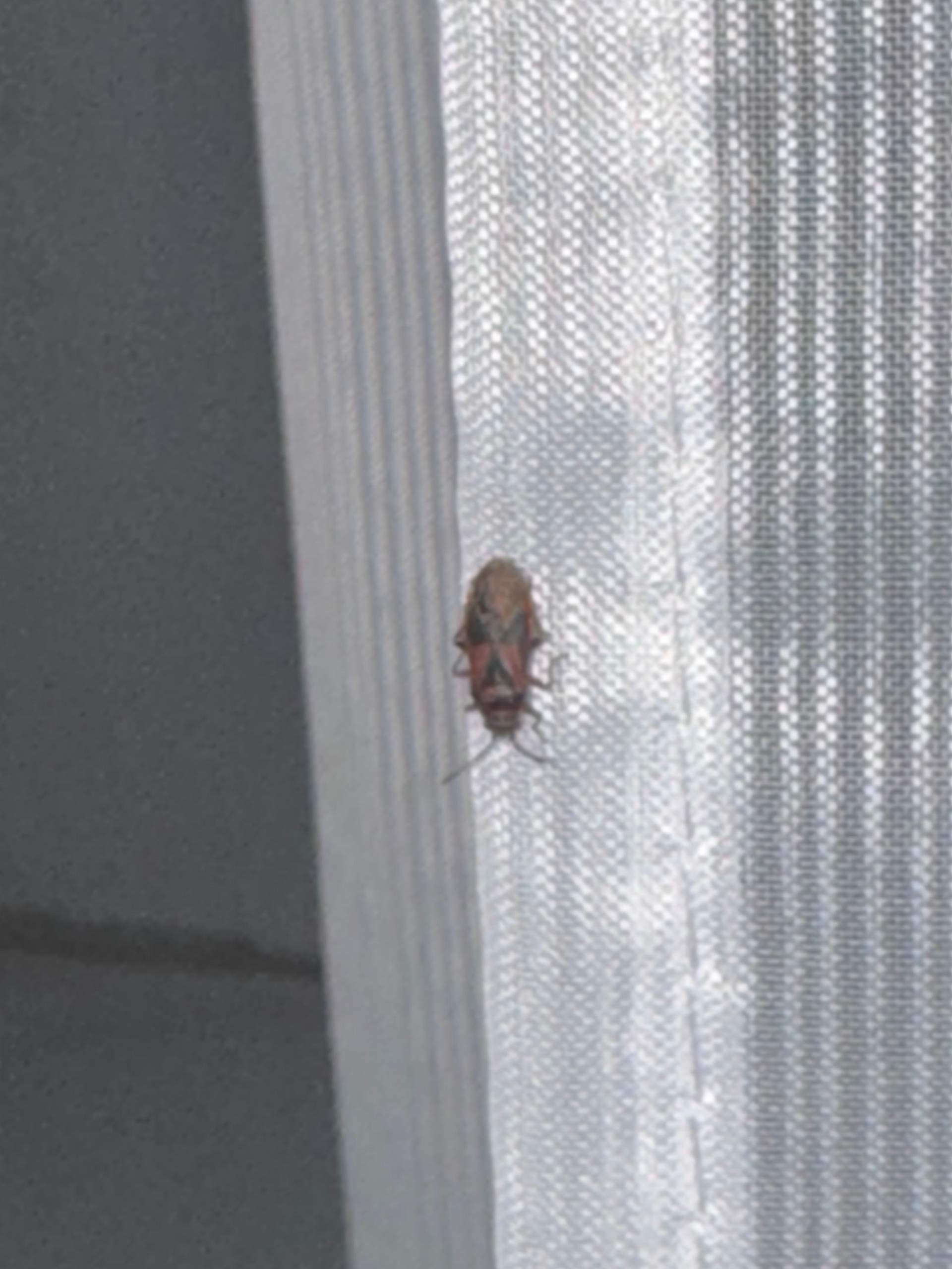 Kleine Kafer Am Fensterrahmen