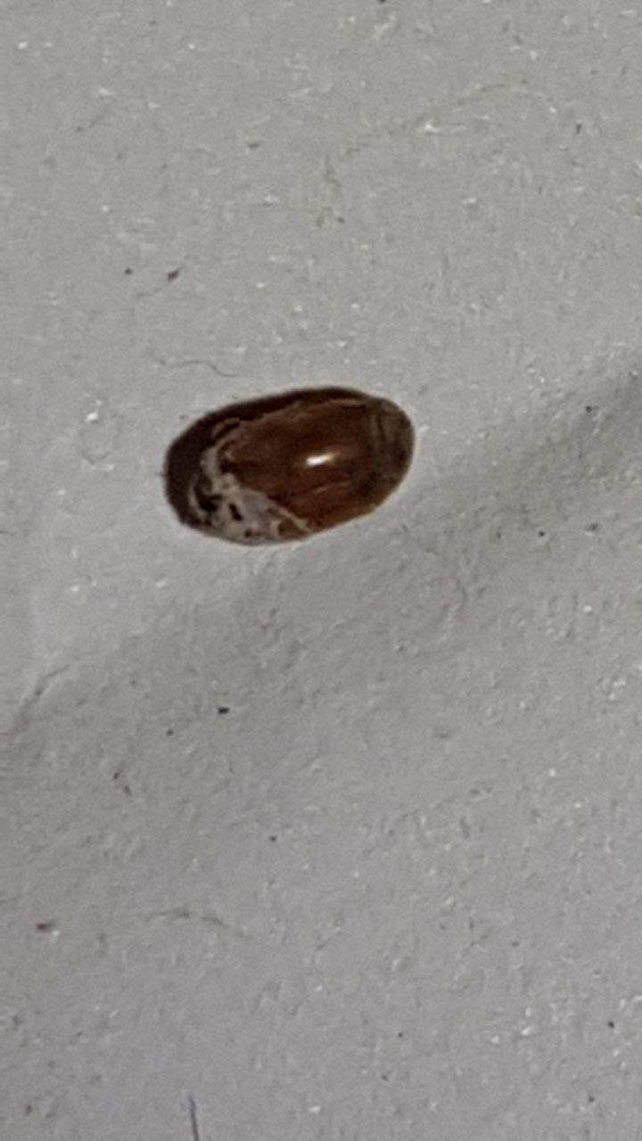 Kleine Käfer Im Schlafzimmer