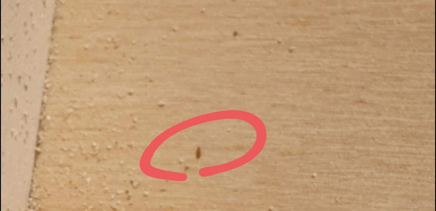 Kleine Tierchen bei Hamster? (Tiere, Insekten, Ungeziefer)