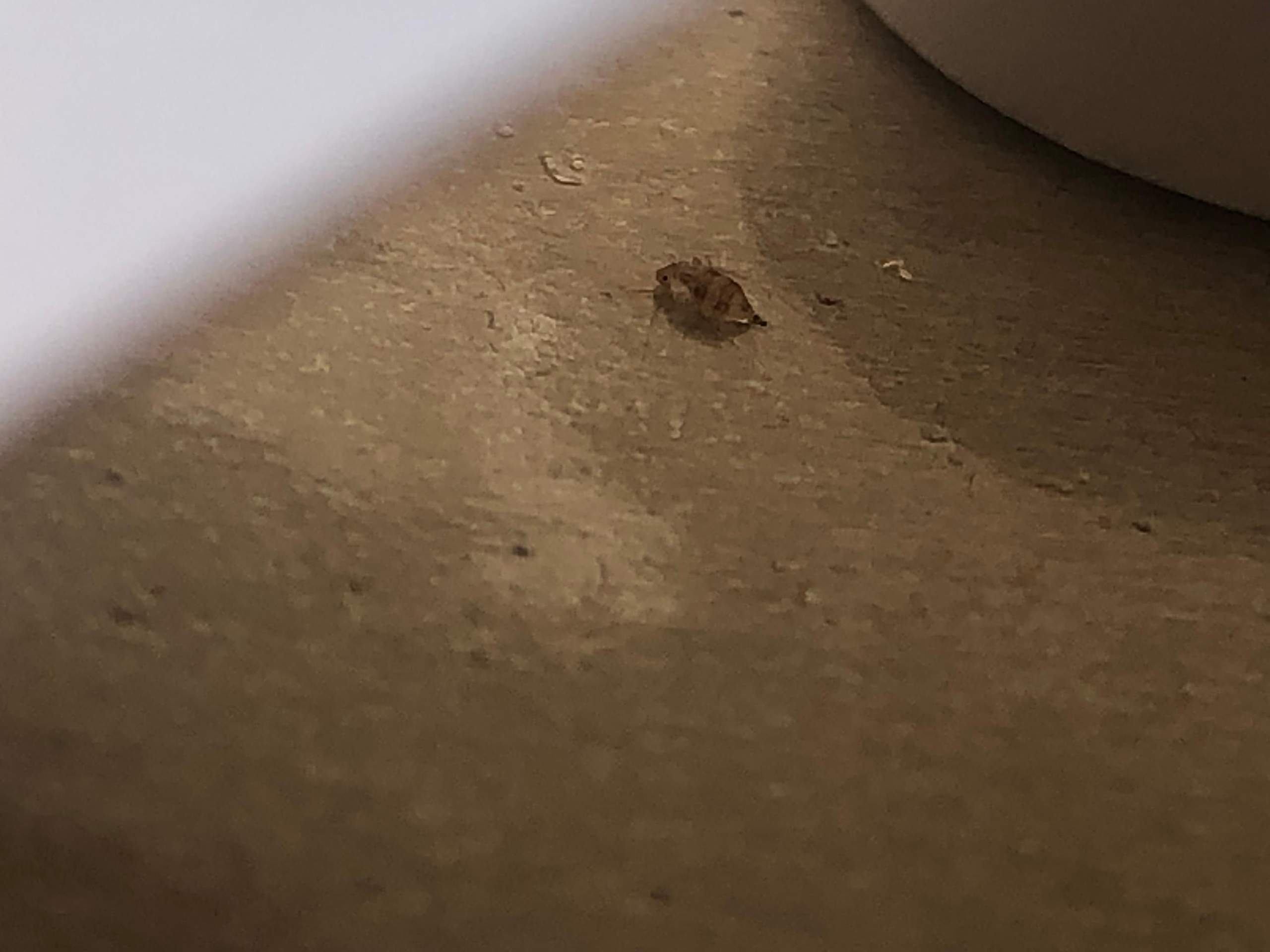 Kleine Tierchen unterm Bett? (Haushalt, Schädlinge, Käfer)