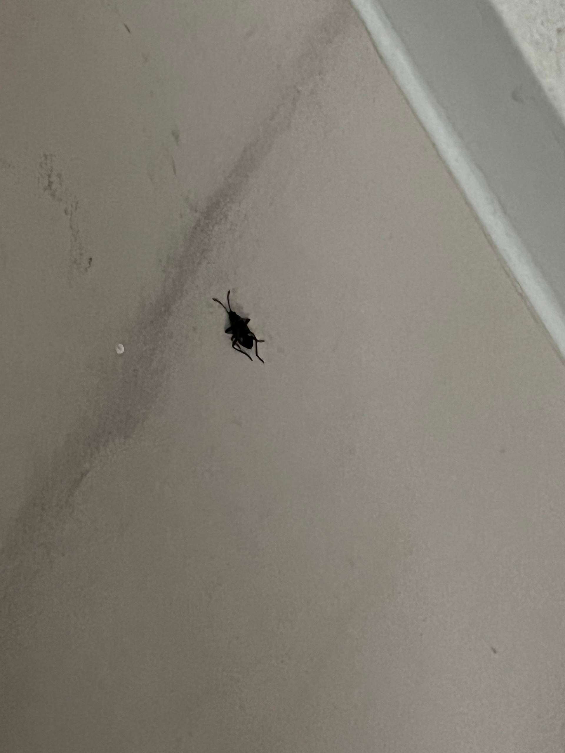 Kleiner Kafer Wohnung