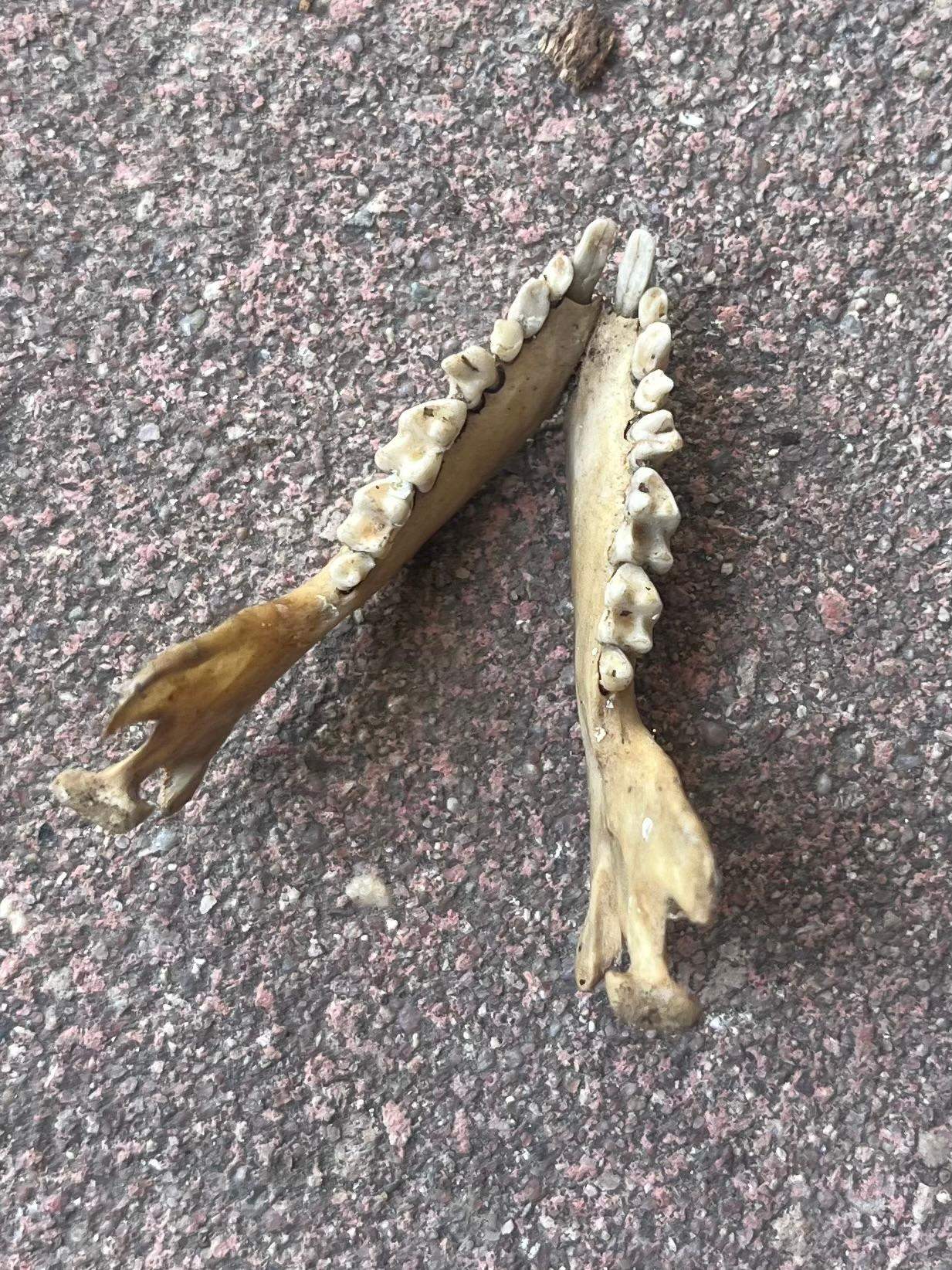 Kleiner Kieferknochen im Garten gefunden - von welchem Tier stammt er ...