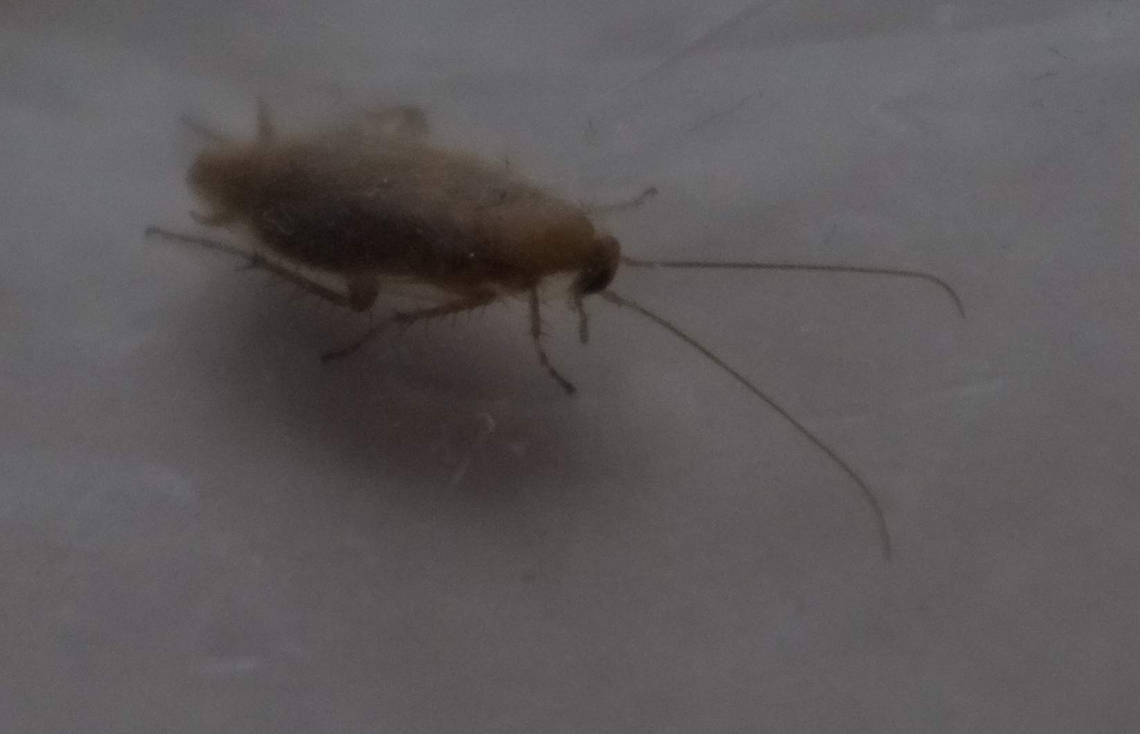 Kleines Tierchen in der Wohnung gefunden? (Tiere, Biologie, Haushalt)