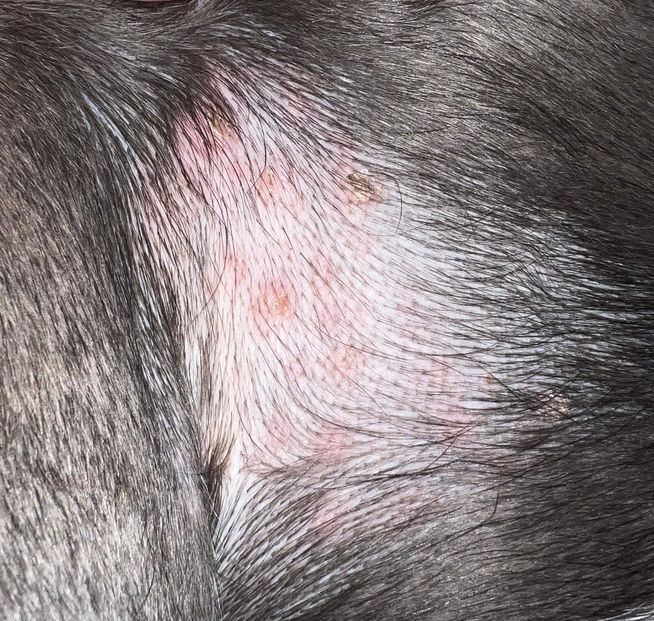 Klingt das nach CDA (Blue line)? (Hund, Tierarzt, Tiermedizin)