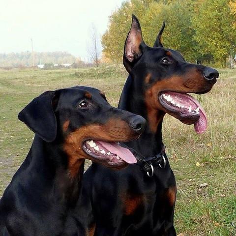 Können Dobermänner ihre Ohren von alleine “spitzen”? (Ohr, dobermann)