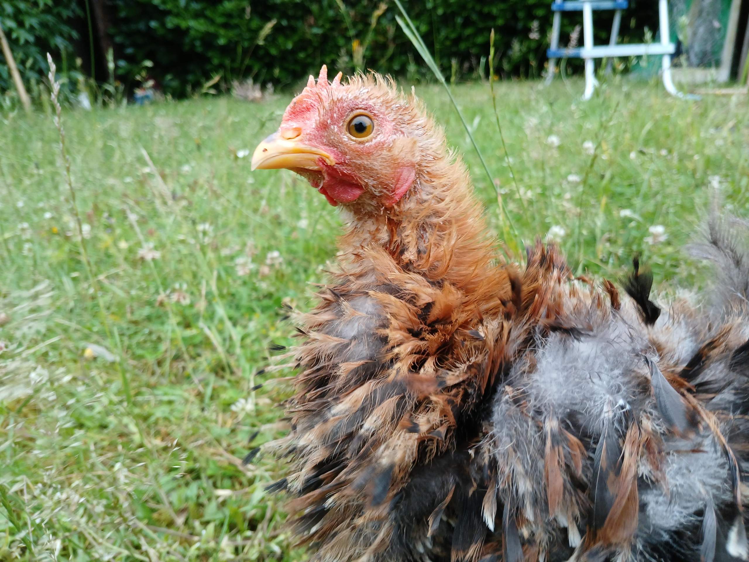 Können geimpfte Hühner zu einem ungeimpften Huhn? (Tierarzt, Hühnerhaltung)