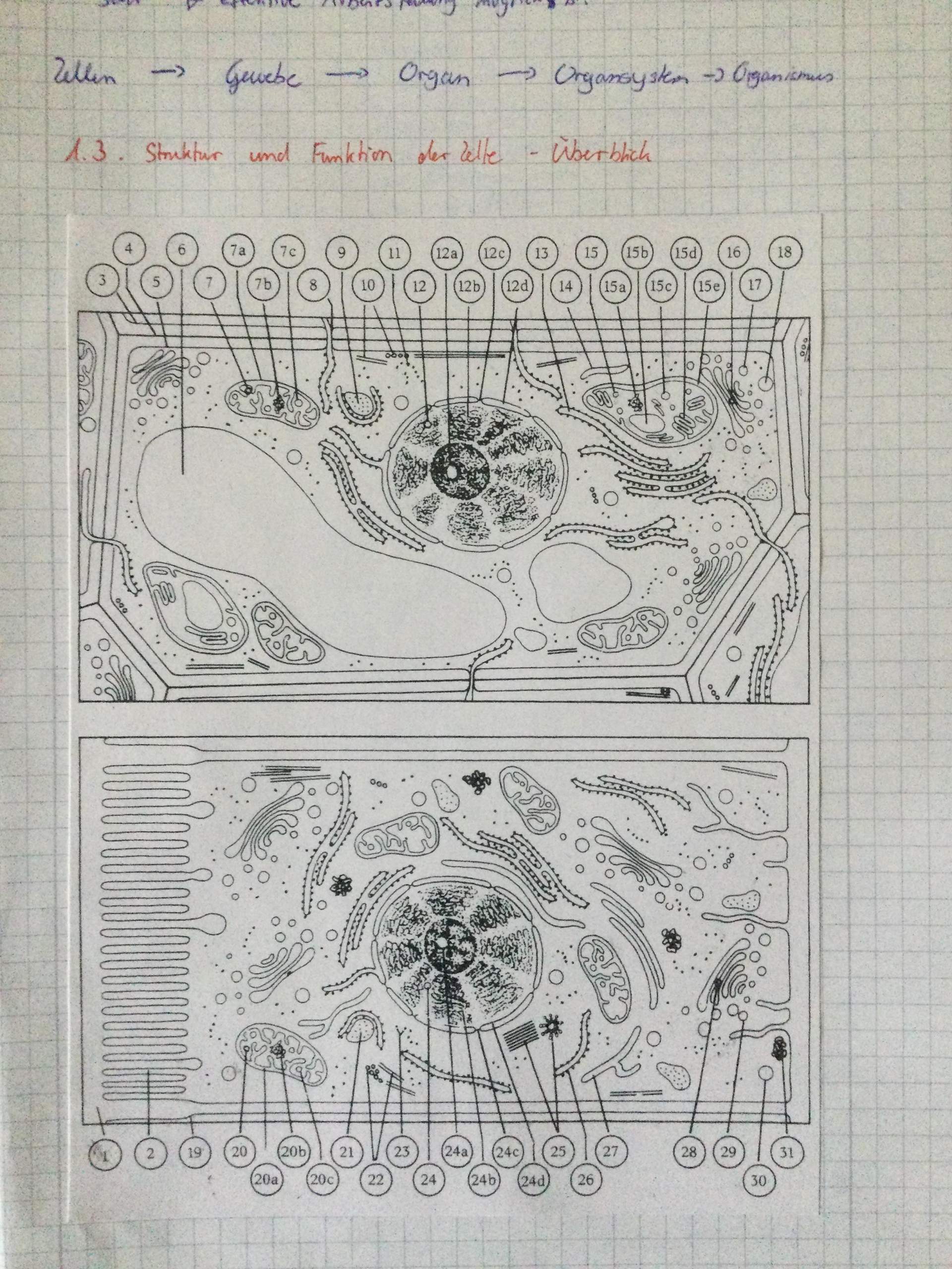 Zellorganellen Mit Doppelmembran
