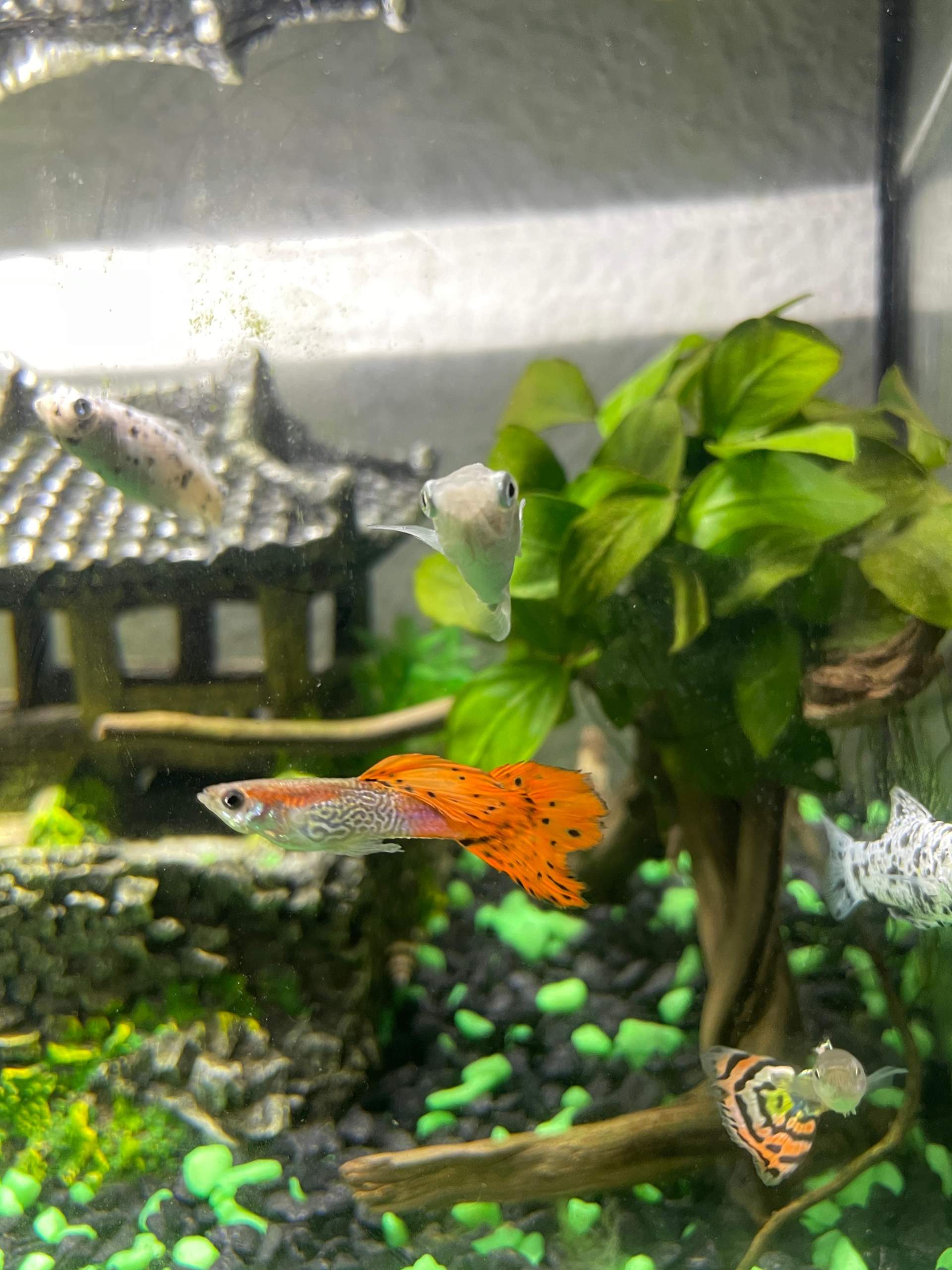 Könnte mein Guppy Flossenfäule haben oder sieht er normal aus? (Fische ...