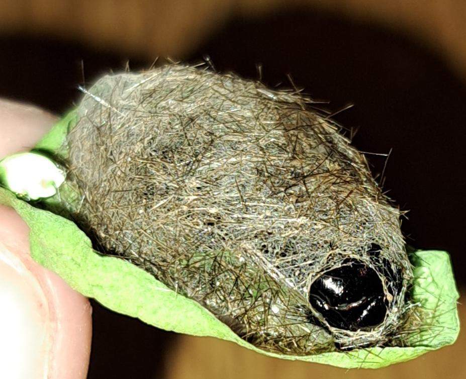 Kokon im Babyspinat - was wächst da drin? (Tiere, Biologie, Natur)