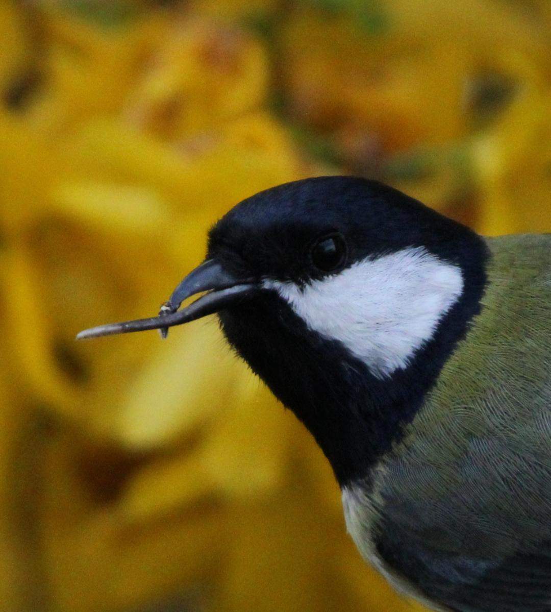 Komische Form vom Schnabel? (Vögel, Vogelart, Vogelkunde)