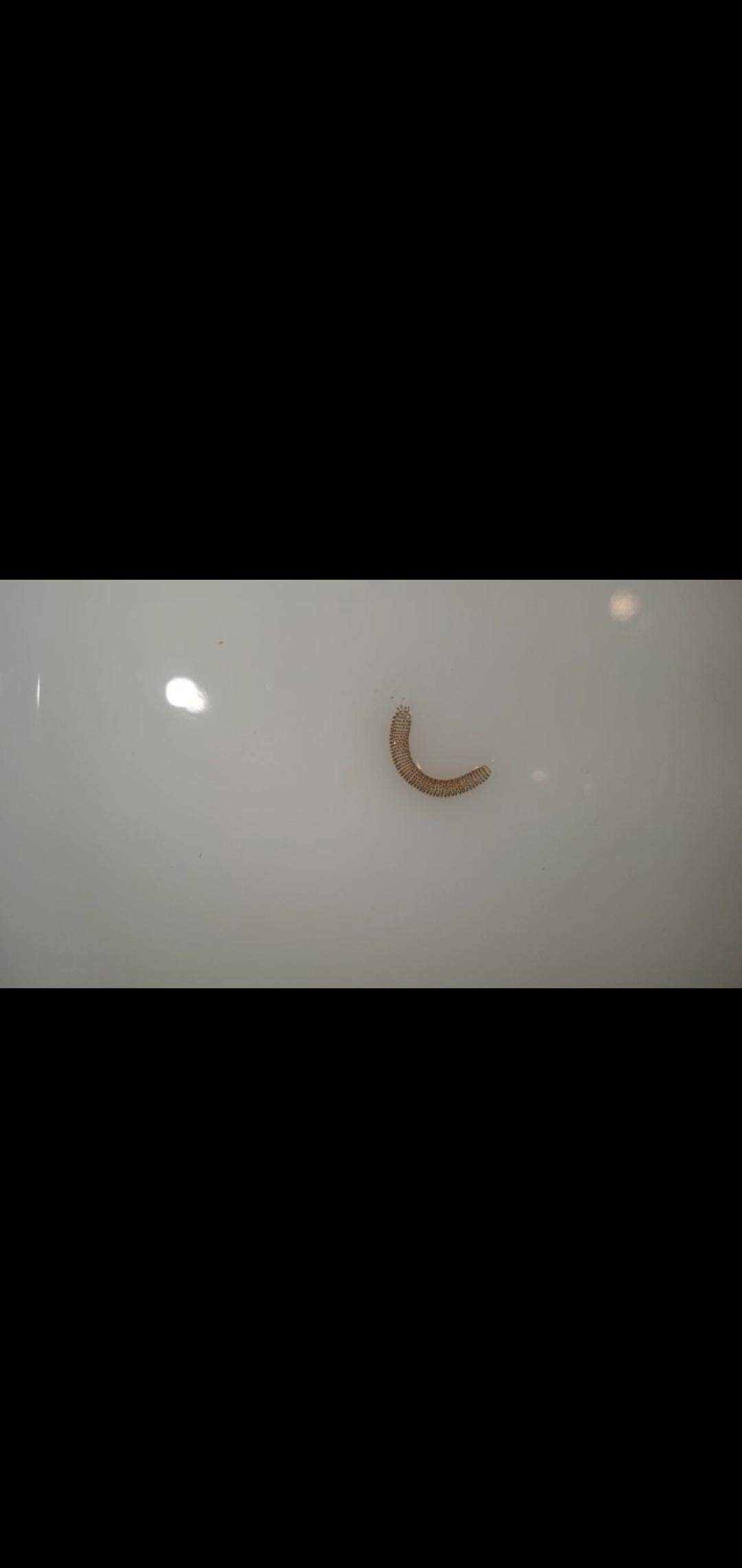 Komische larven im pool? (Insekten, Schädlinge, Maden)