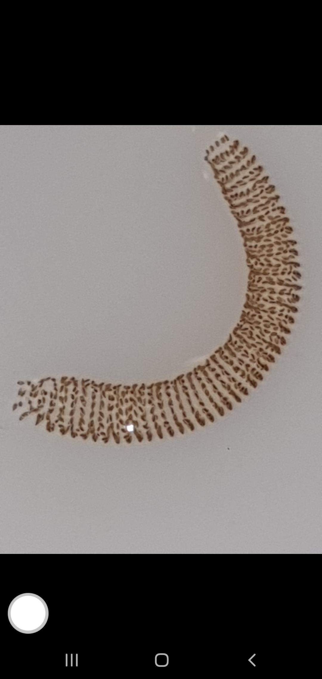 Komische larven im pool? (Insekten, Schädlinge, Maden)