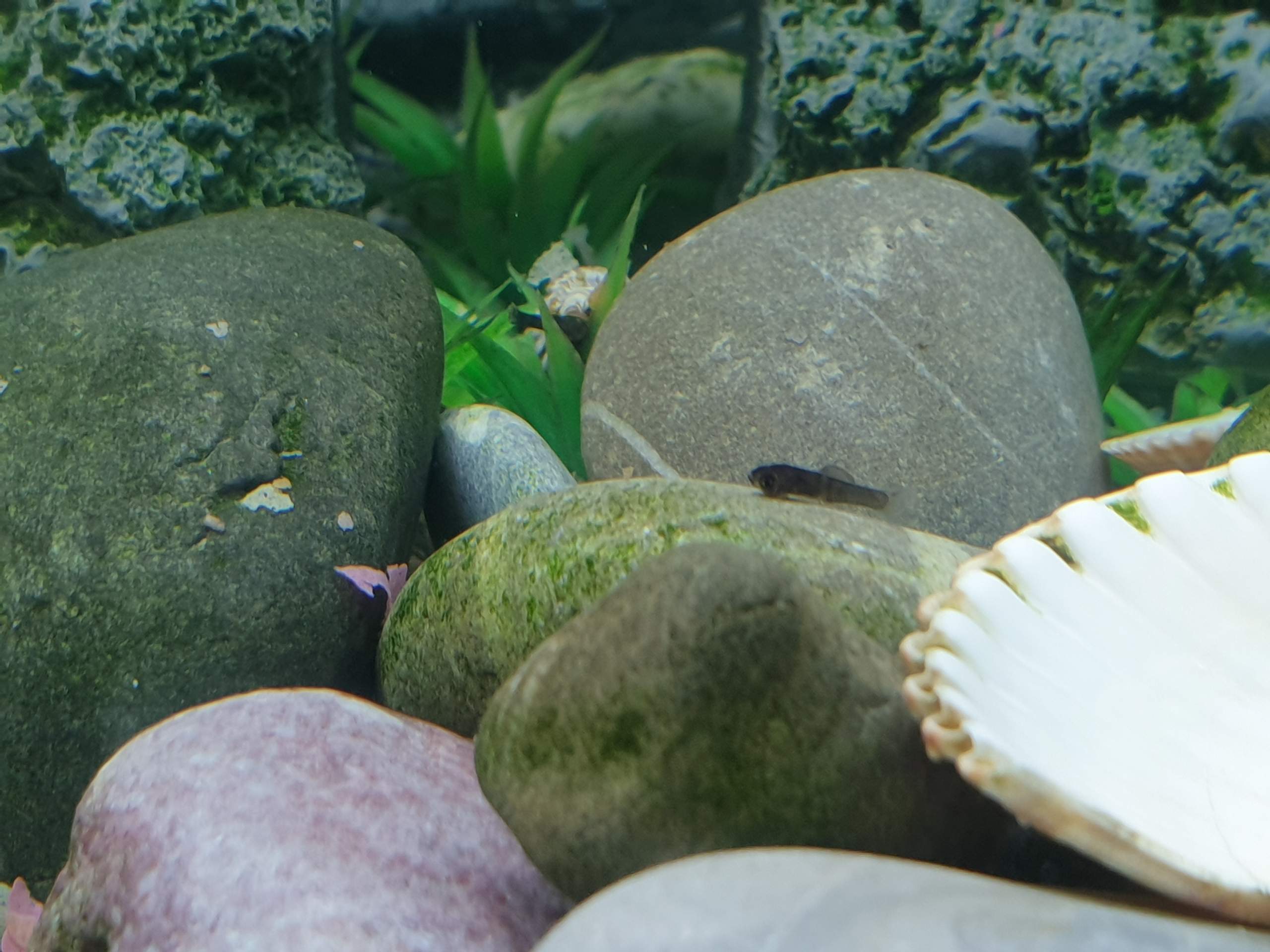 komischer kleiner Fisch? (Fische, Aquaristik)