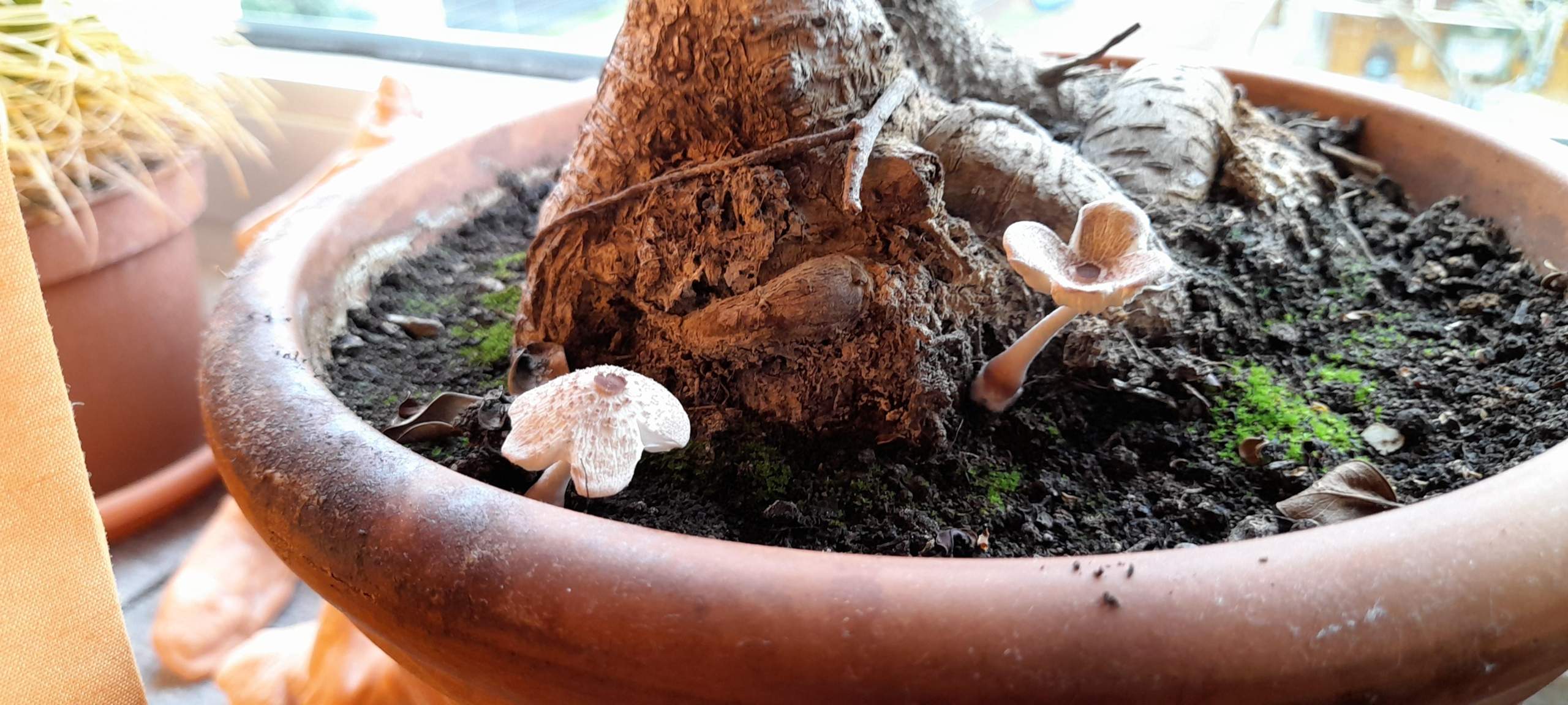 Komischer Pilz Im Garten