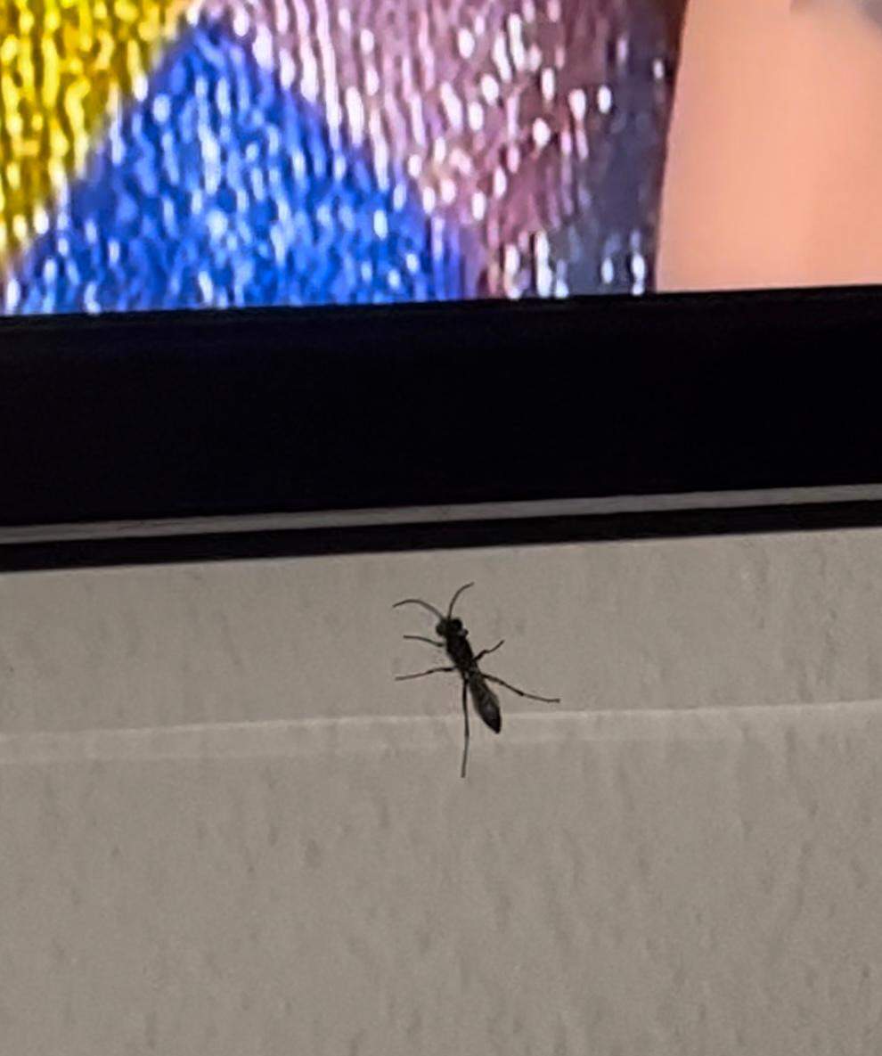 Komisches Insekt in Zimmer? (Insekten, Fliege)