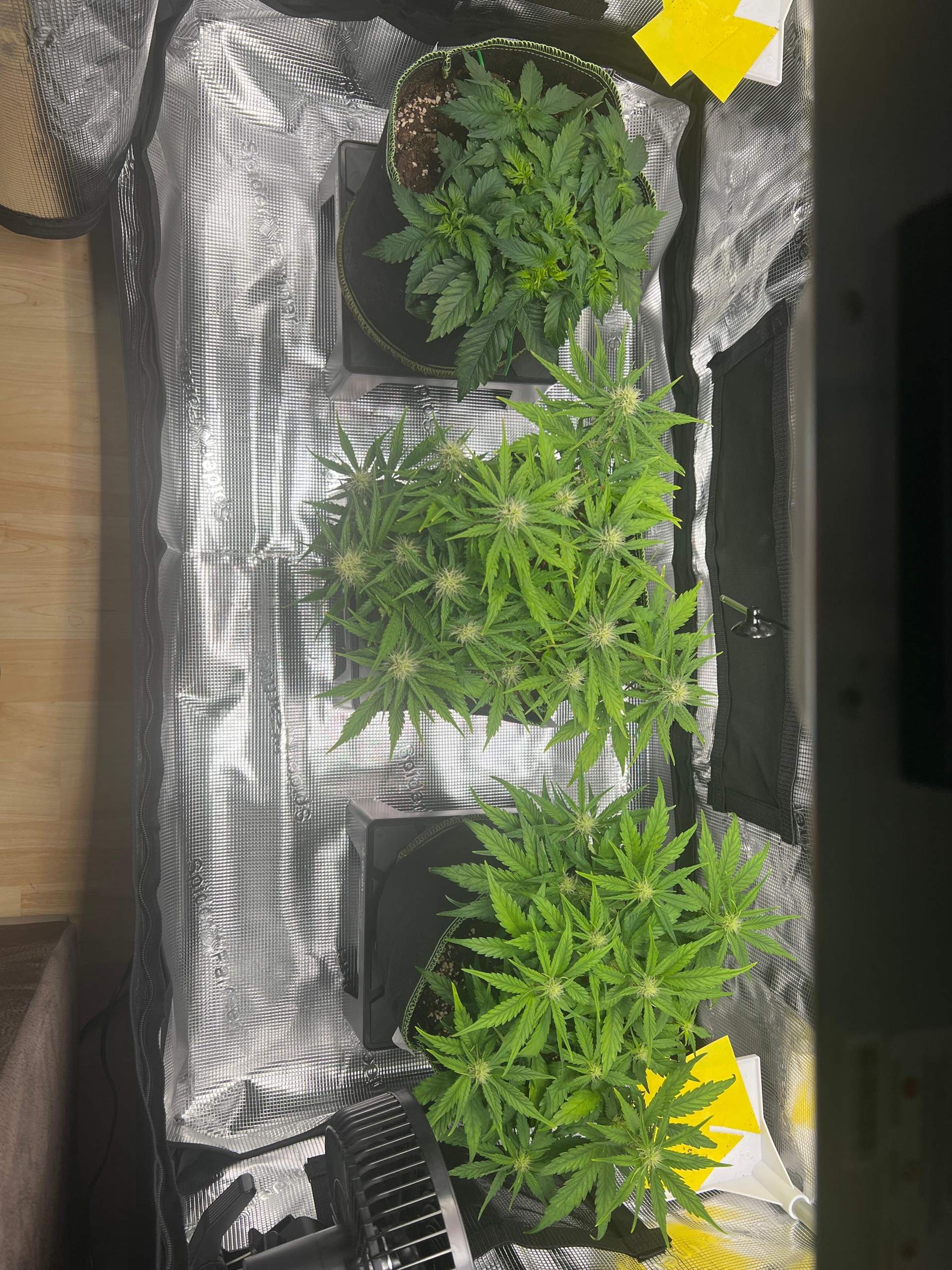 Kommt da noch Stretch? (Cannabis, Pflanzenpflege, Gärtner)