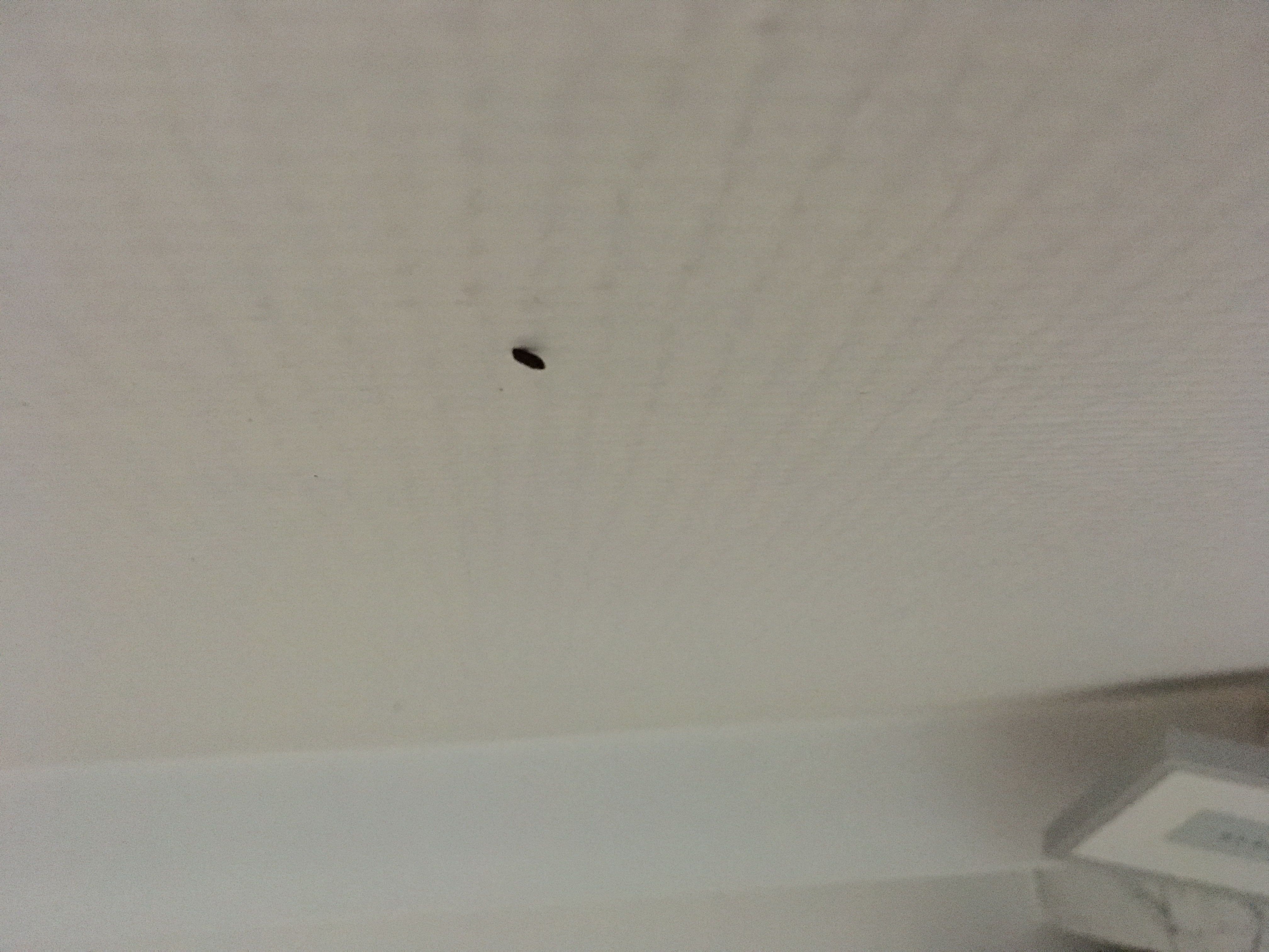 Kot an der Wand von welchem Insekt/Tier HILFE? (Ungeziefer ...