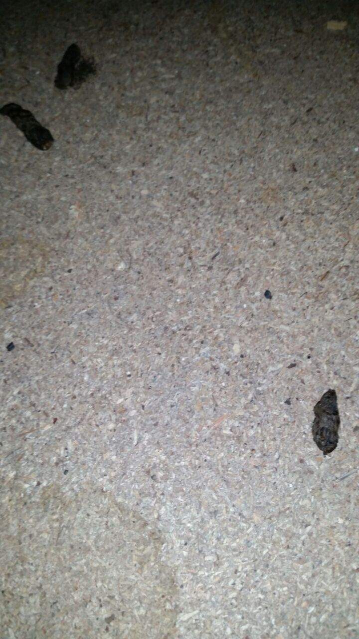 Kot auf dem Dachboden - welches Tier? (Nagetiere, Tierkot)