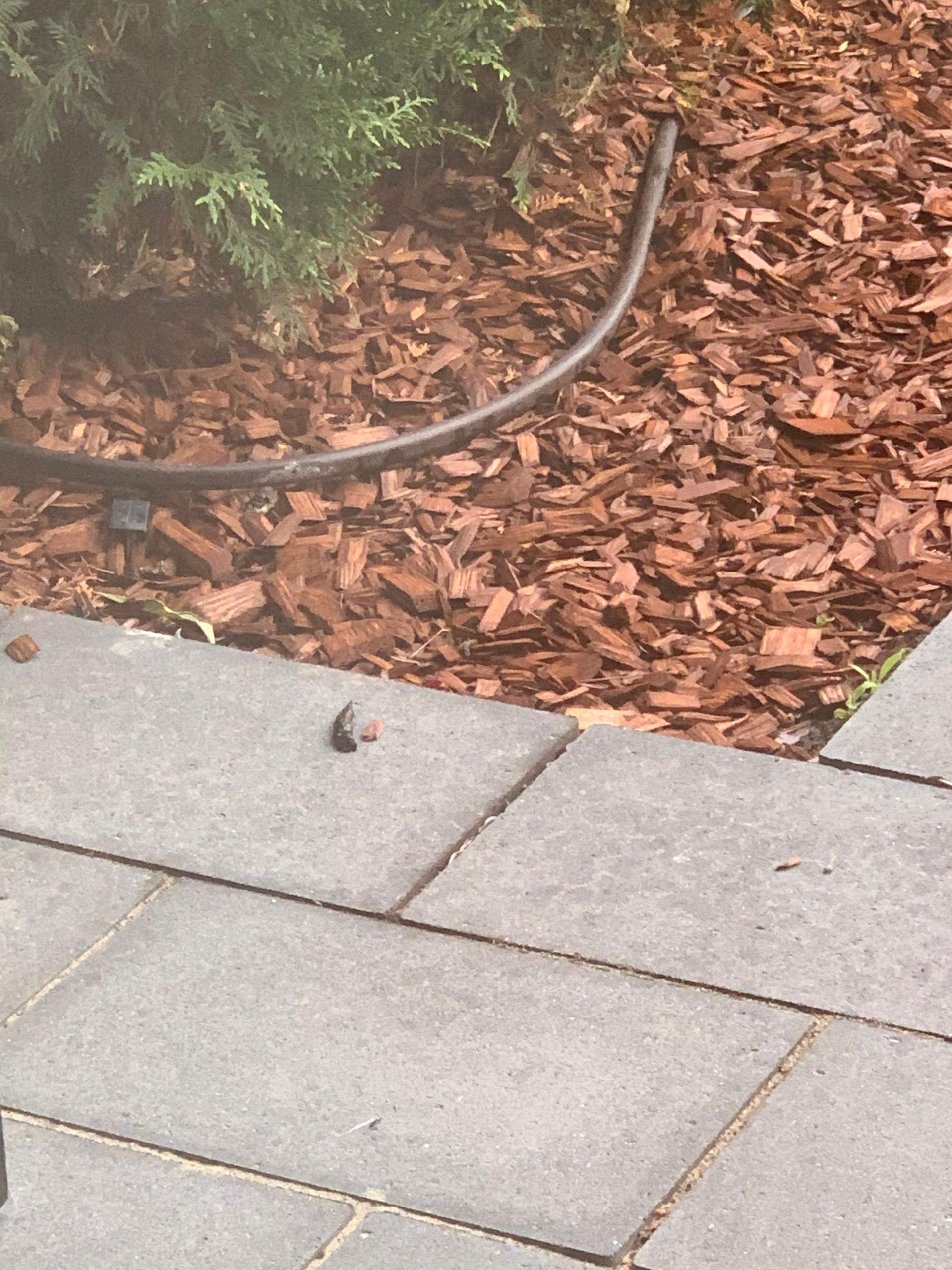 Kot auf Terrasse - welches Tier? (Gesundheit, Tiere, Garten)