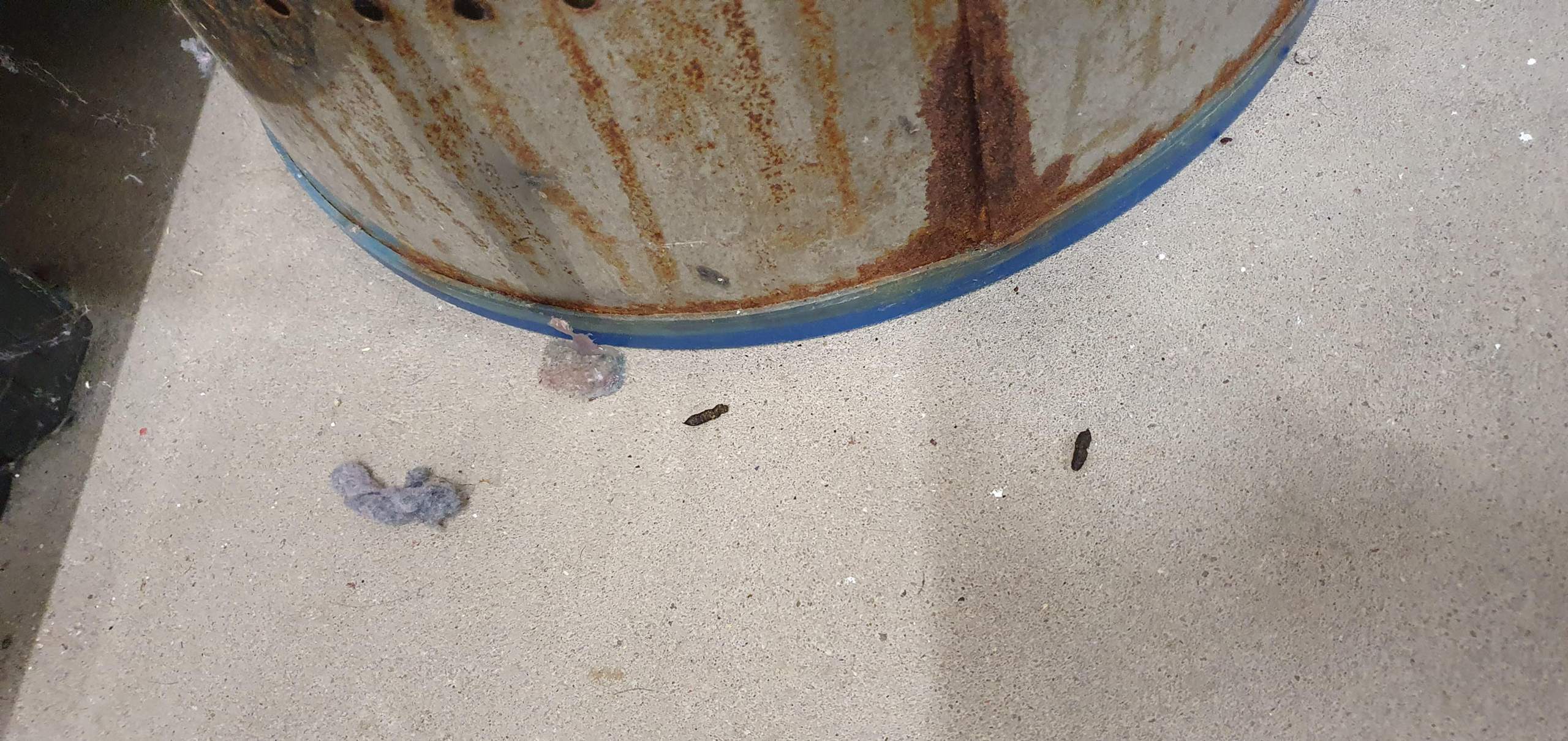 Kot von welchem Tier? (Maus, Ratten, Nagetiere)