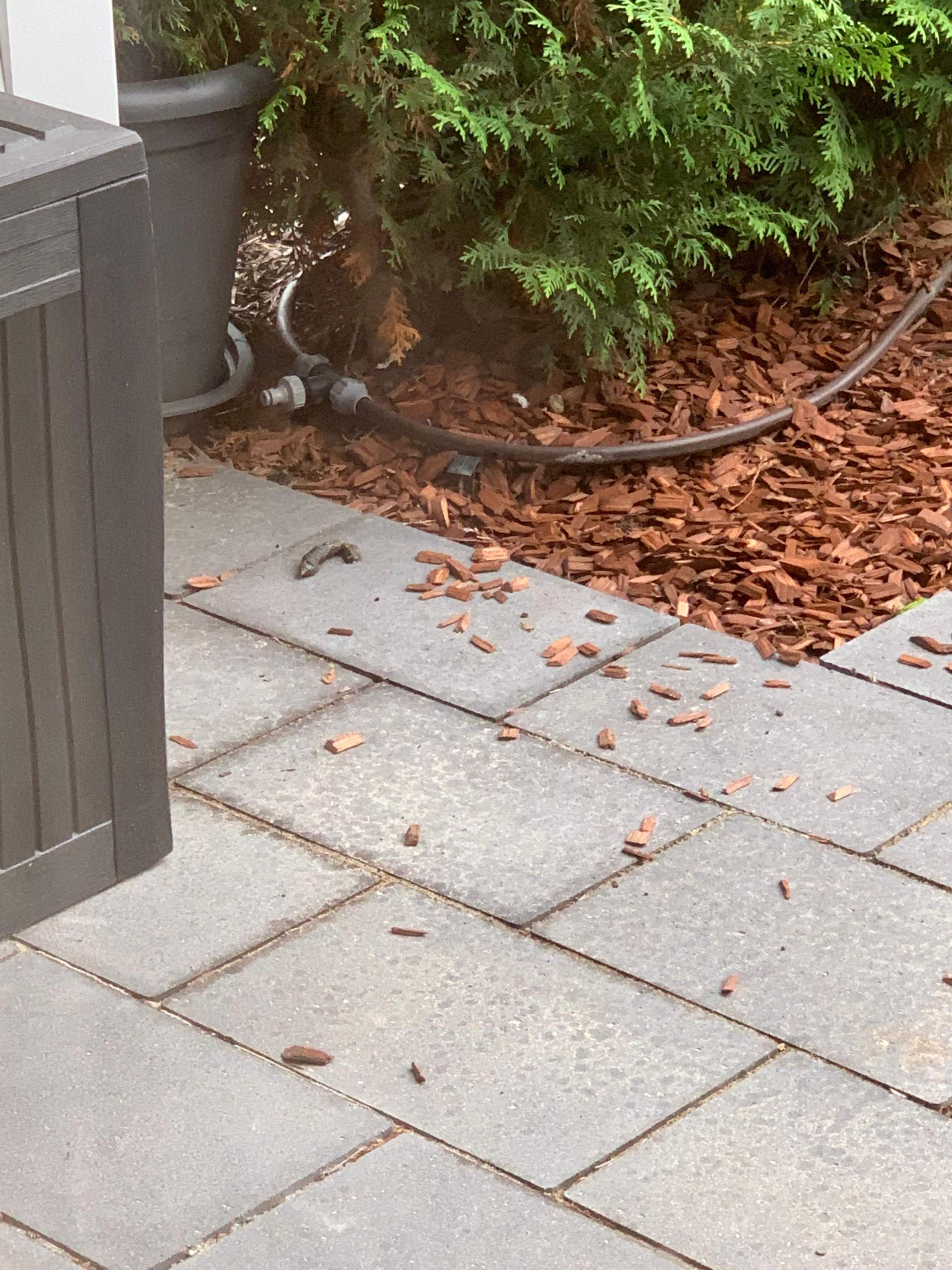 Kot…welches Tier? (Tiere, Garten, Parasiten)