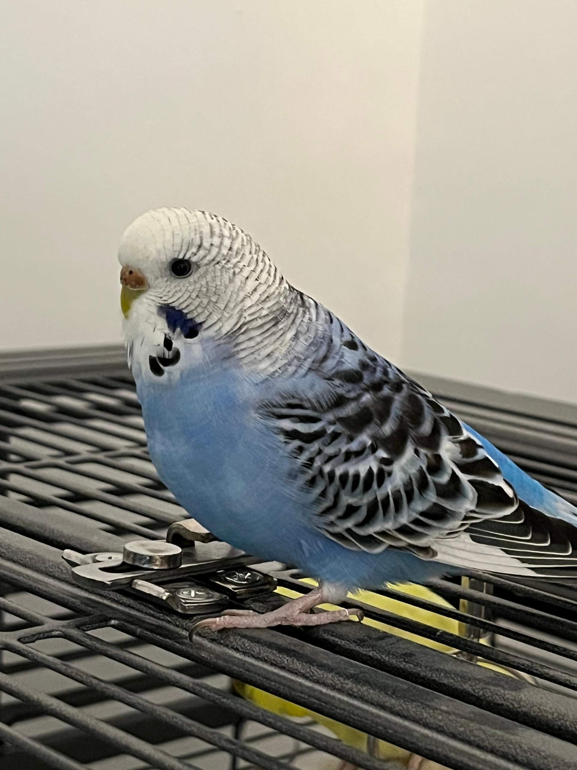 Krallen Wellensittich zu lang? (krallen-schneiden)