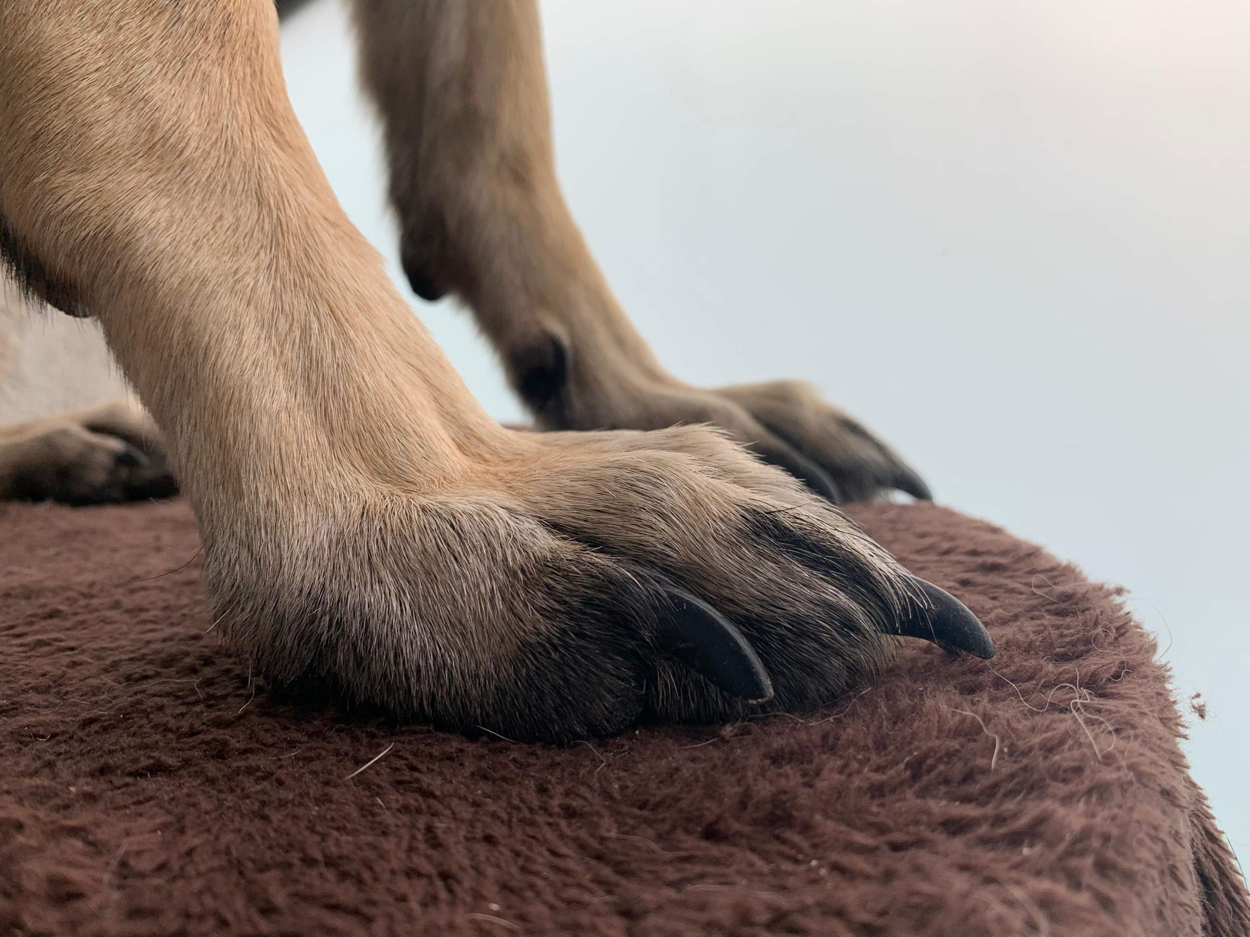Warum Reißen Die Krallen Beim Hund? – HQZY