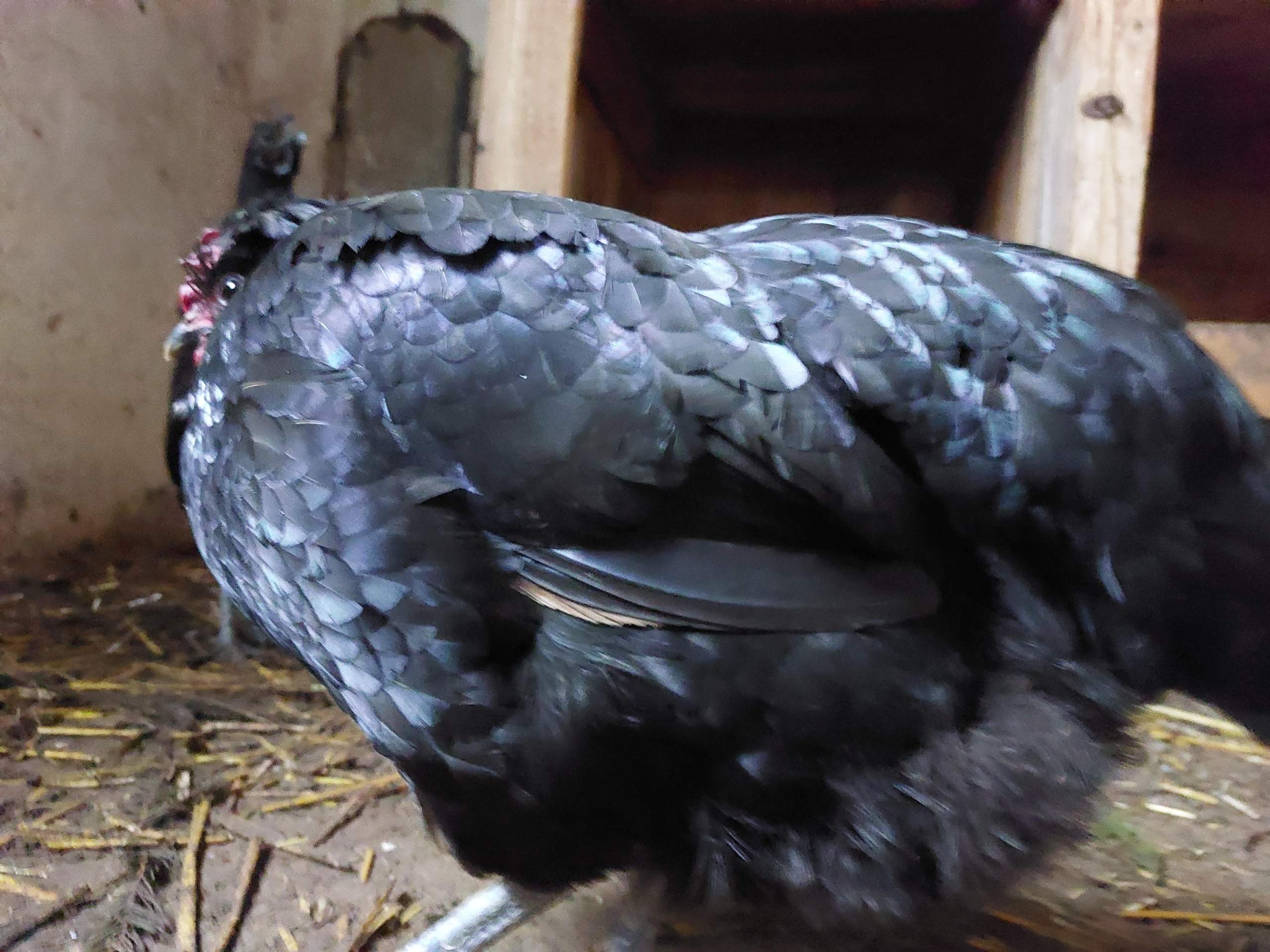 Krankes Huhn, brauche Hilfe? (Biologie, Tierarzt, Tierhaltung)