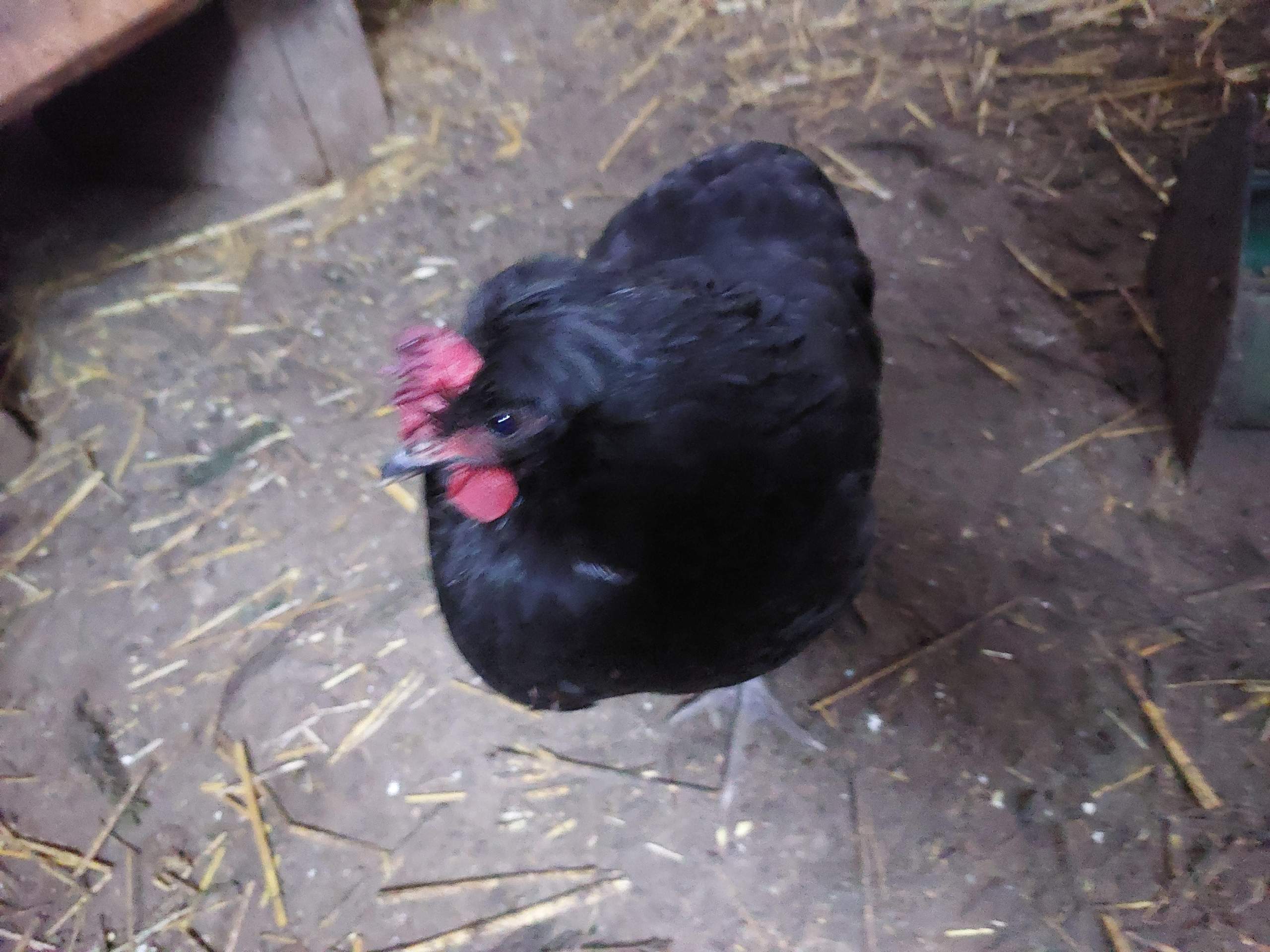 Krankes Huhn, brauche Hilfe? (Biologie, Tierarzt, Tierhaltung)