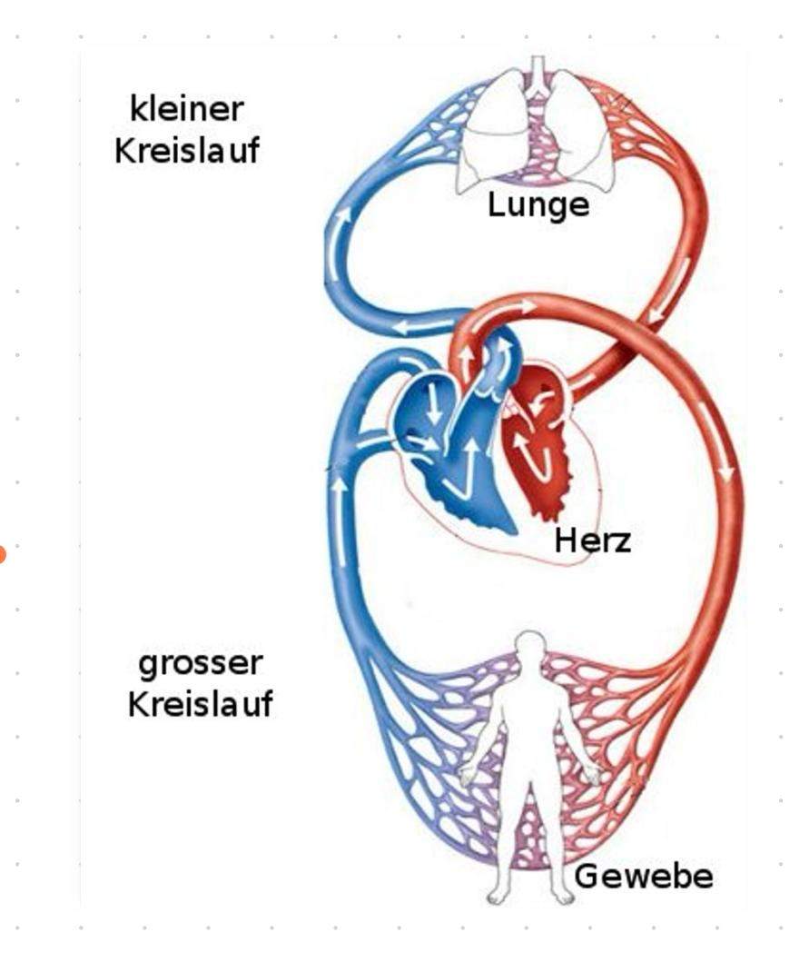 Kreislaufsystem? (Schule, Körper, Bio)