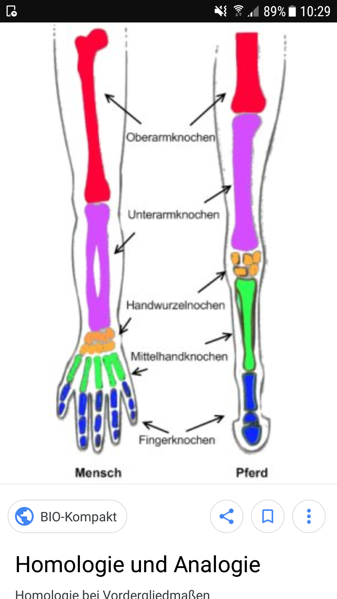 Kriterium der Stetigkeit (Homologie) bei Pferdebein und dritter Finger ...