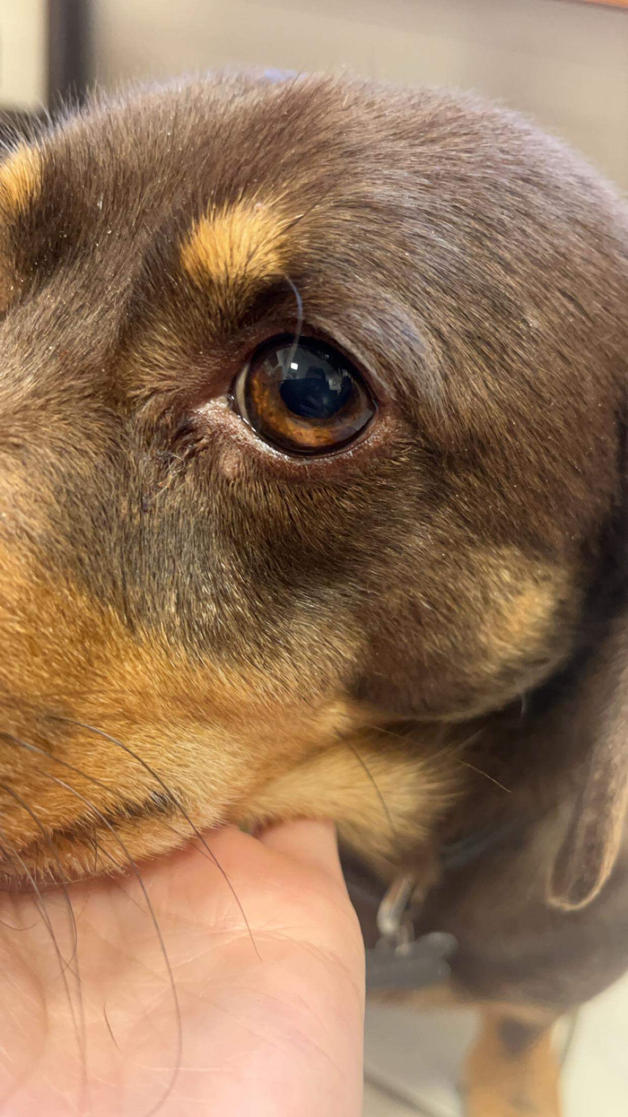 Kubbel unterm Auge? (Hund, Augen, Tierarzt)