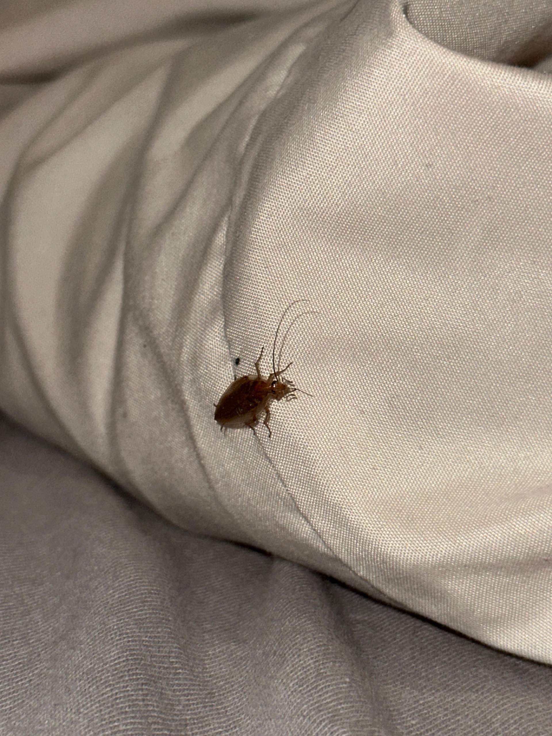 Küchenschabe, Kakerlake? (Schädlinge, Ungeziefer, Insektenbestimmung)