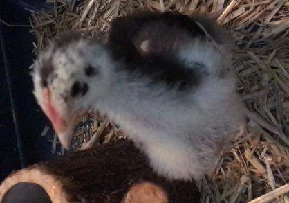 Kücken Geschlecht? (Huhn, Hahn, Henne)