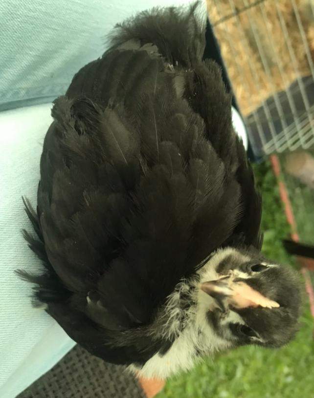 Kücken Geschlecht? (Huhn, Hahn, Henne)