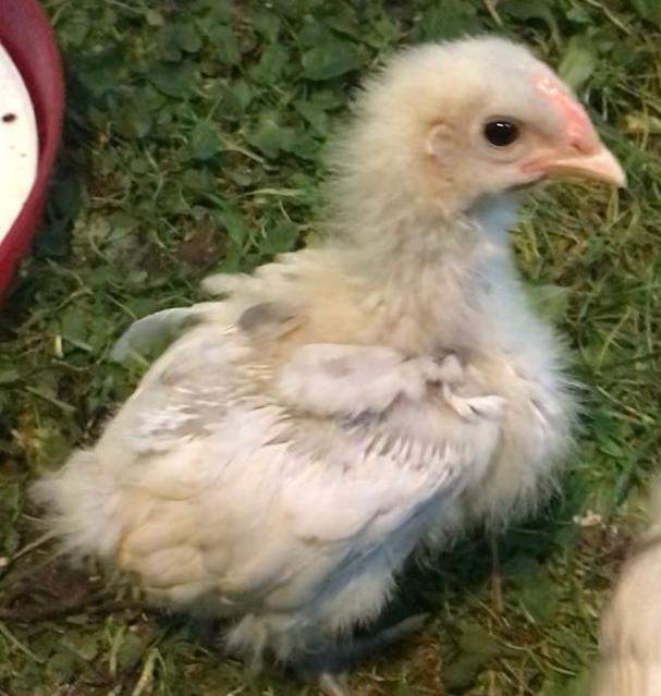 Kücken Geschlecht? (Huhn, Hahn, Henne)